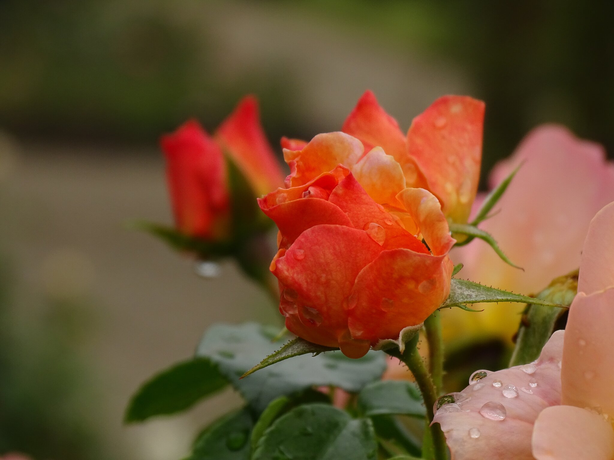Natur Rosen: Ein Meer aus Rosen - Untergruppenbach