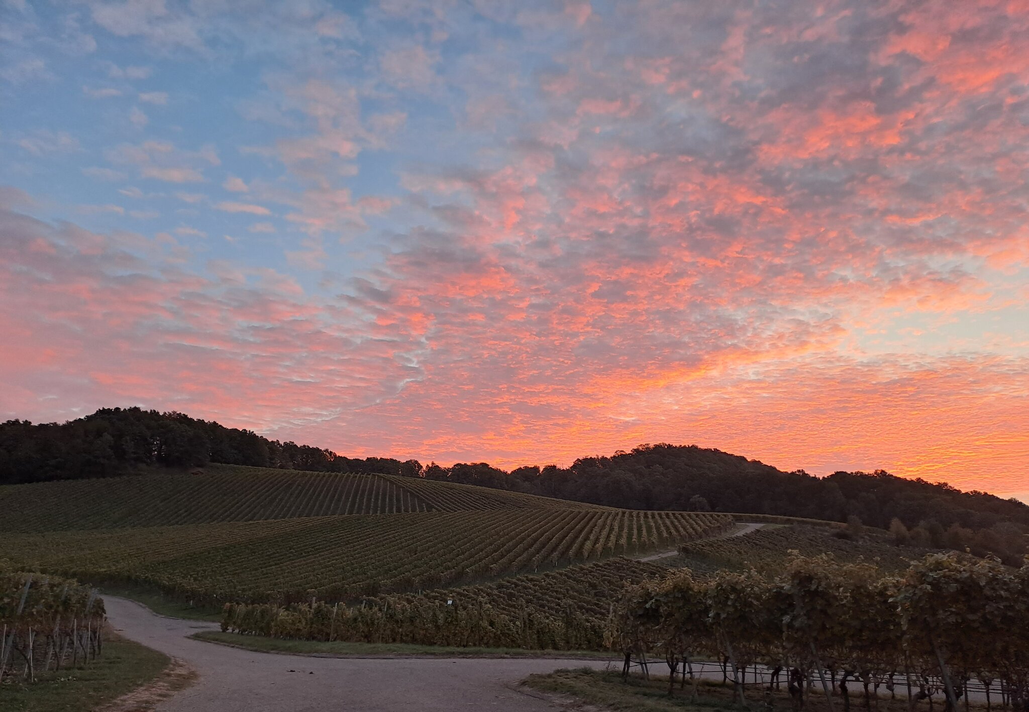 Michelbacher Weinberge: Herbstmorgen im Weinberg - Öhringen