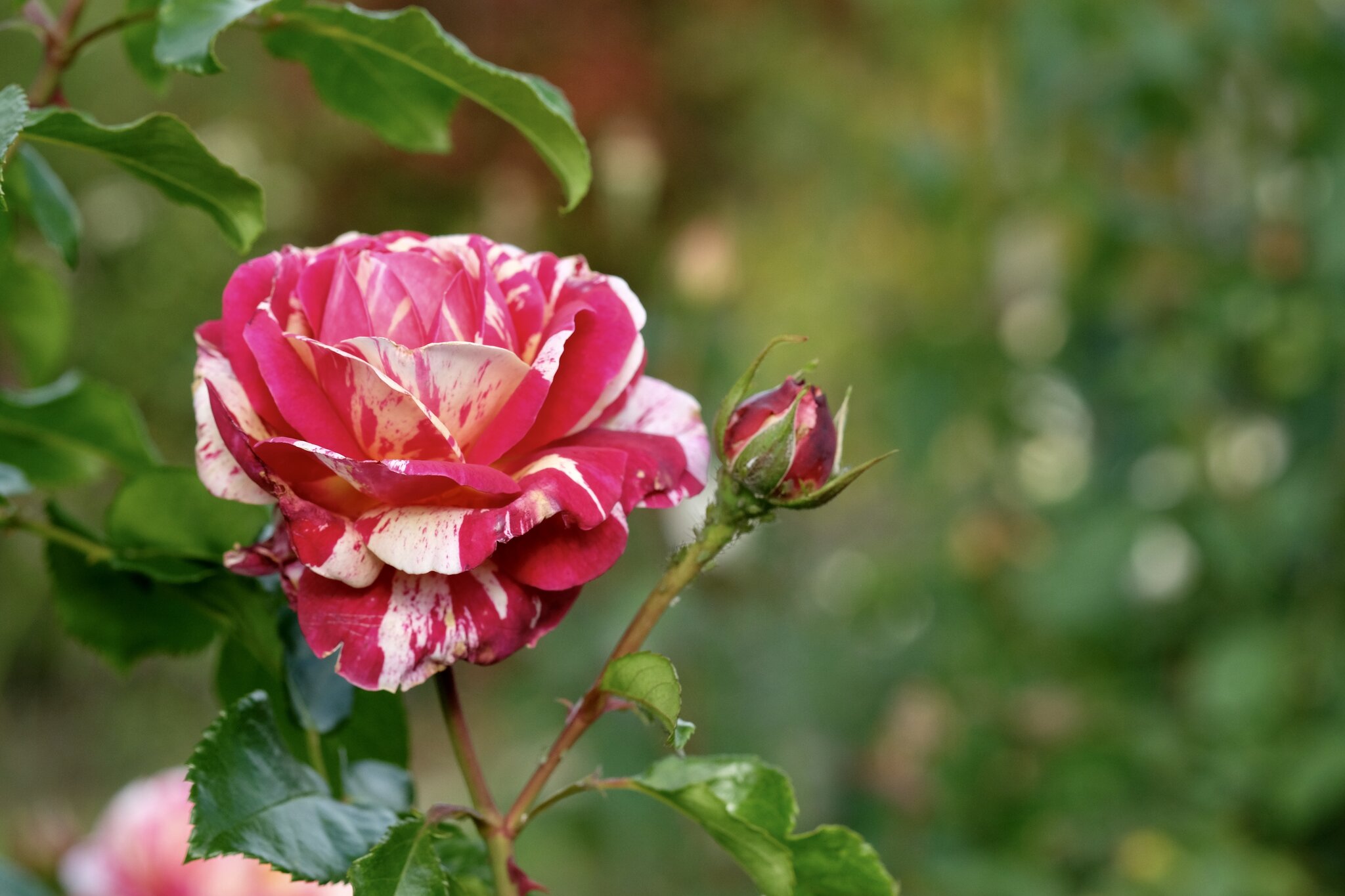 Oktober 2023: Rosen in rot und weiss - Flein