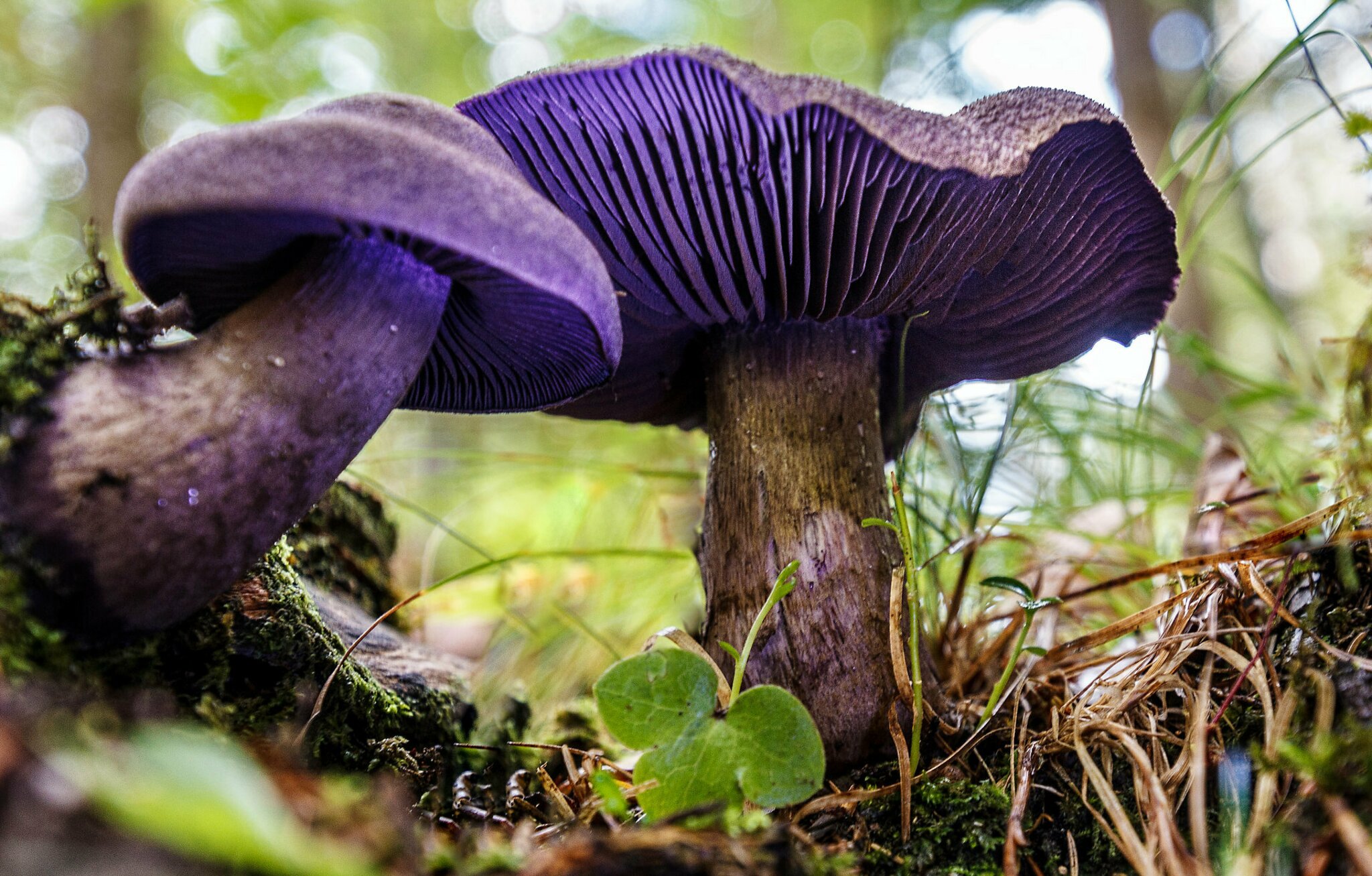 Prächtige Pilzwelt: Pilze im Wald - 2.Teil - Heilbronn
