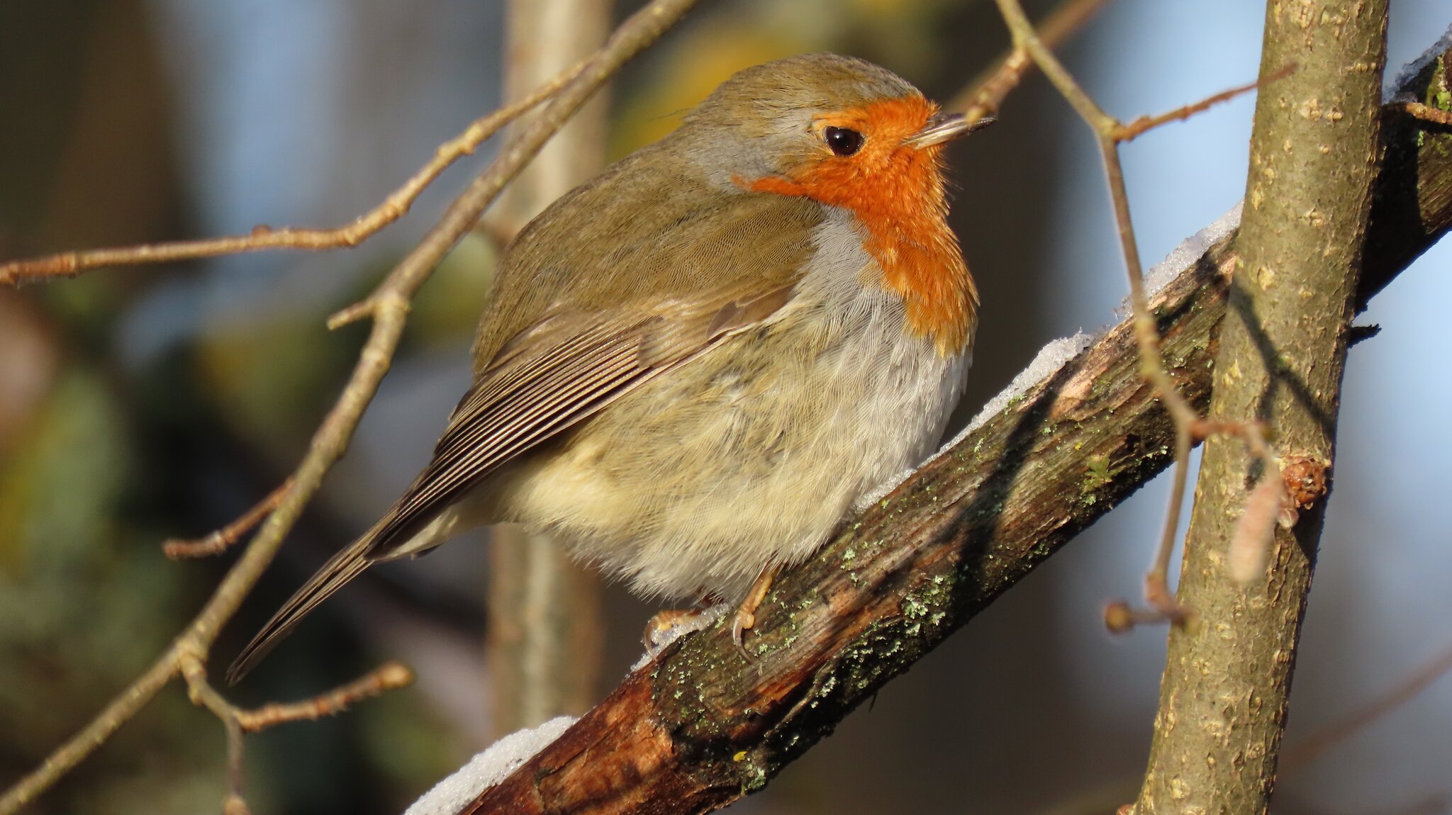 mein Rotkehlchen: Rotkehlchen - Leingarten