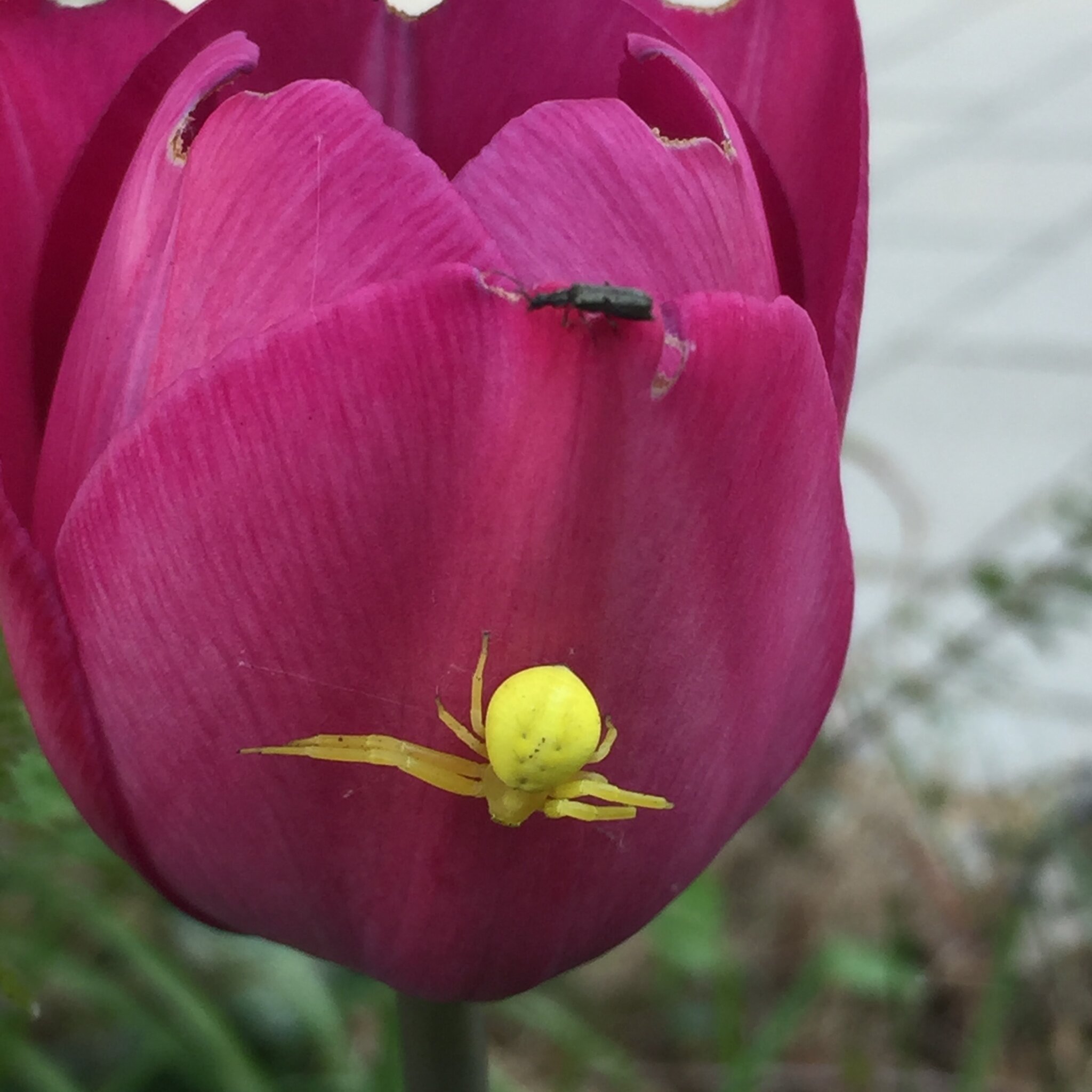 Freizeit: turbulentes Tierreich - Leingarten