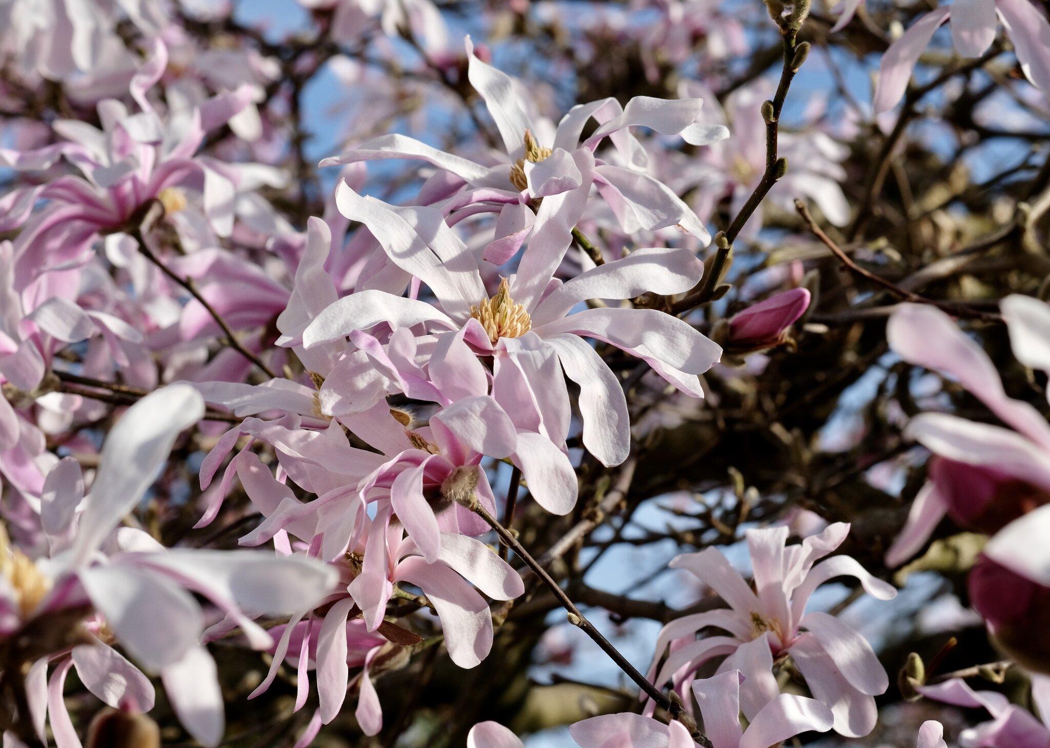 Frühling: Sternmagnolien - Flein