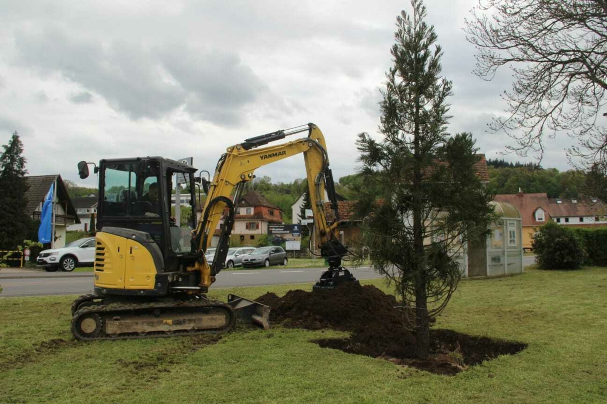 Jubiläum 1225 Jahre Bieringen: 2 Mammutbäume für Bieringen
