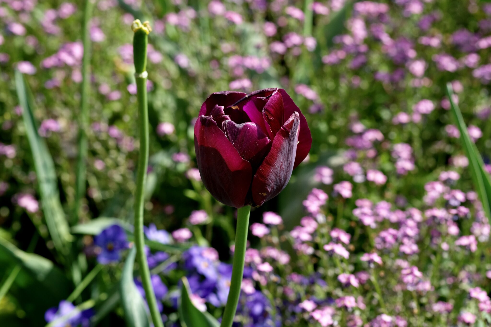Heilbronner Pfühlpark: Das Tulpenbeet ist abgeblüht - Flein