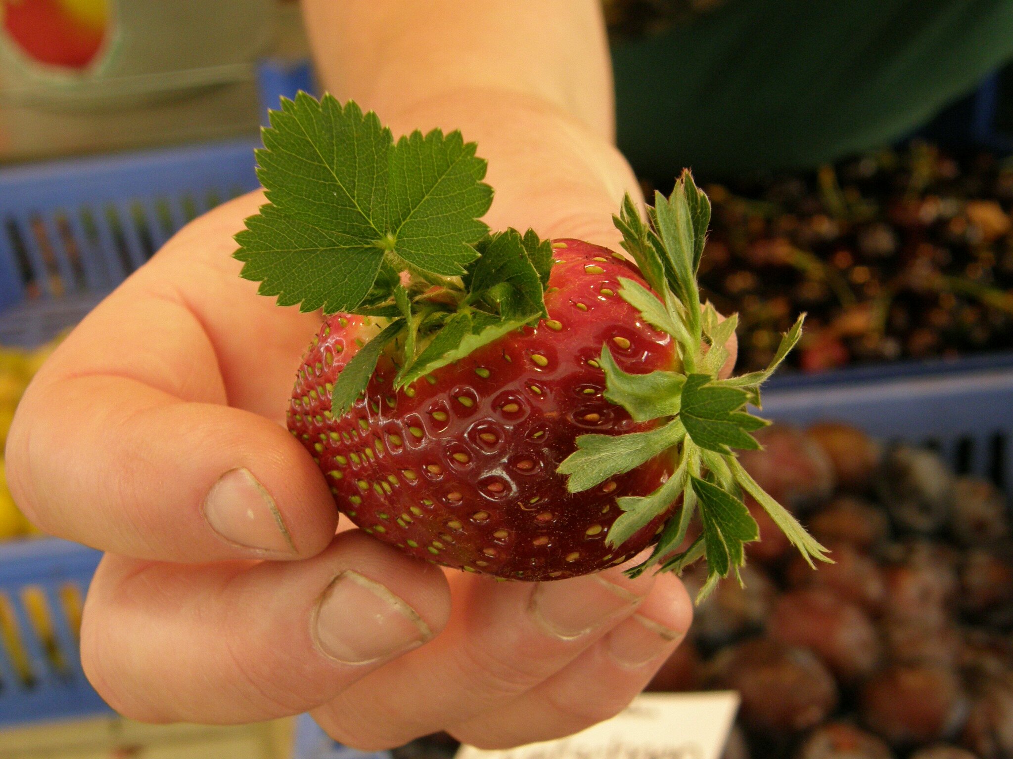 Außergewöhnlich!: Der Erdbeer-Erdbeer-Setzling - Bad Friedrichshall