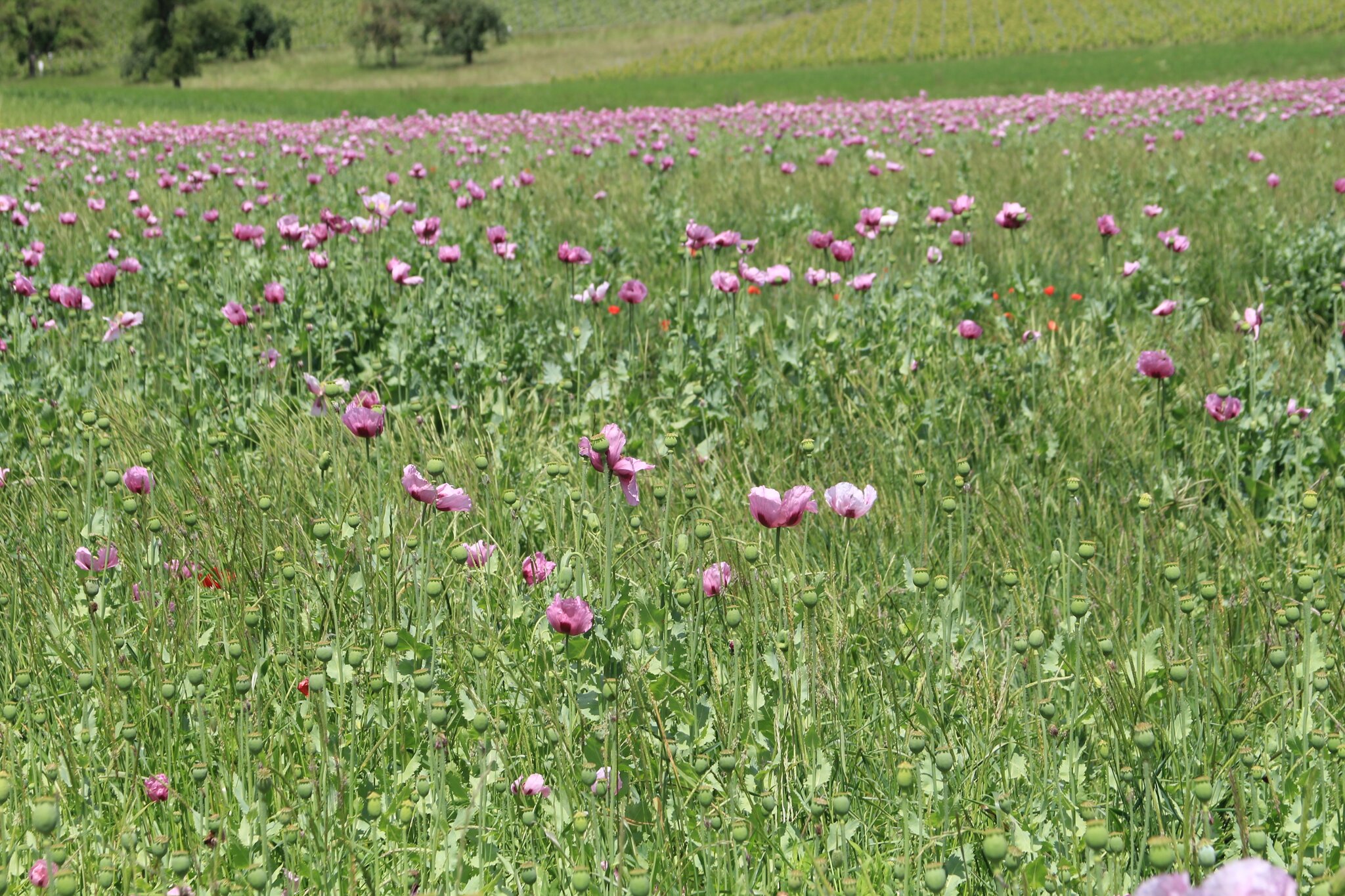 🌞Lila Mohn feld/ Steinerner Tisch Teil 1🌞: **Bretzfeld Siebeneich ...