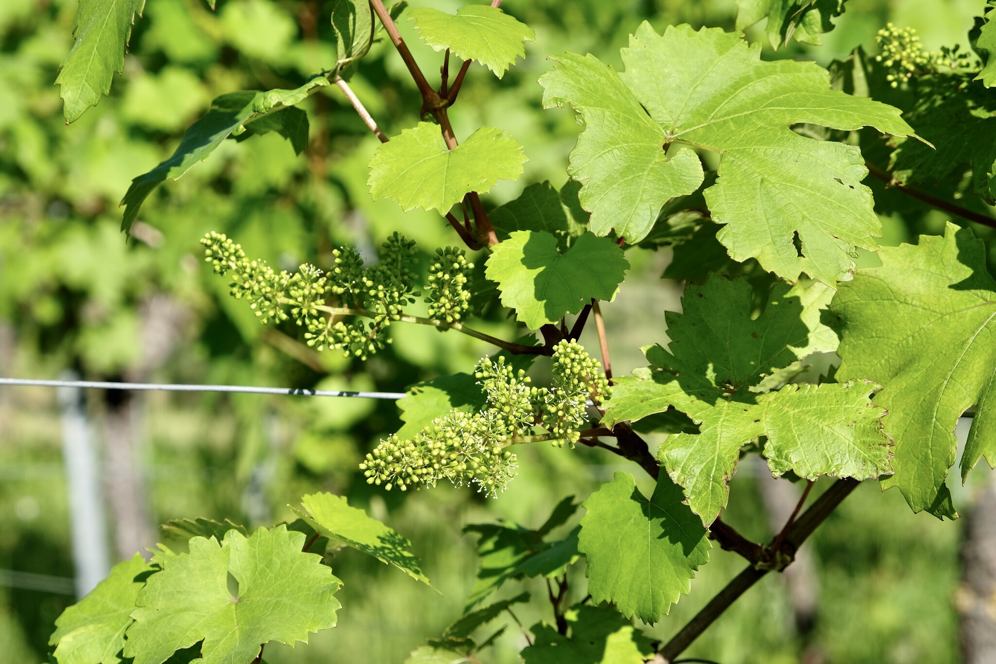 Gemeinde Flein: Beginn der Rebblüte - Flein