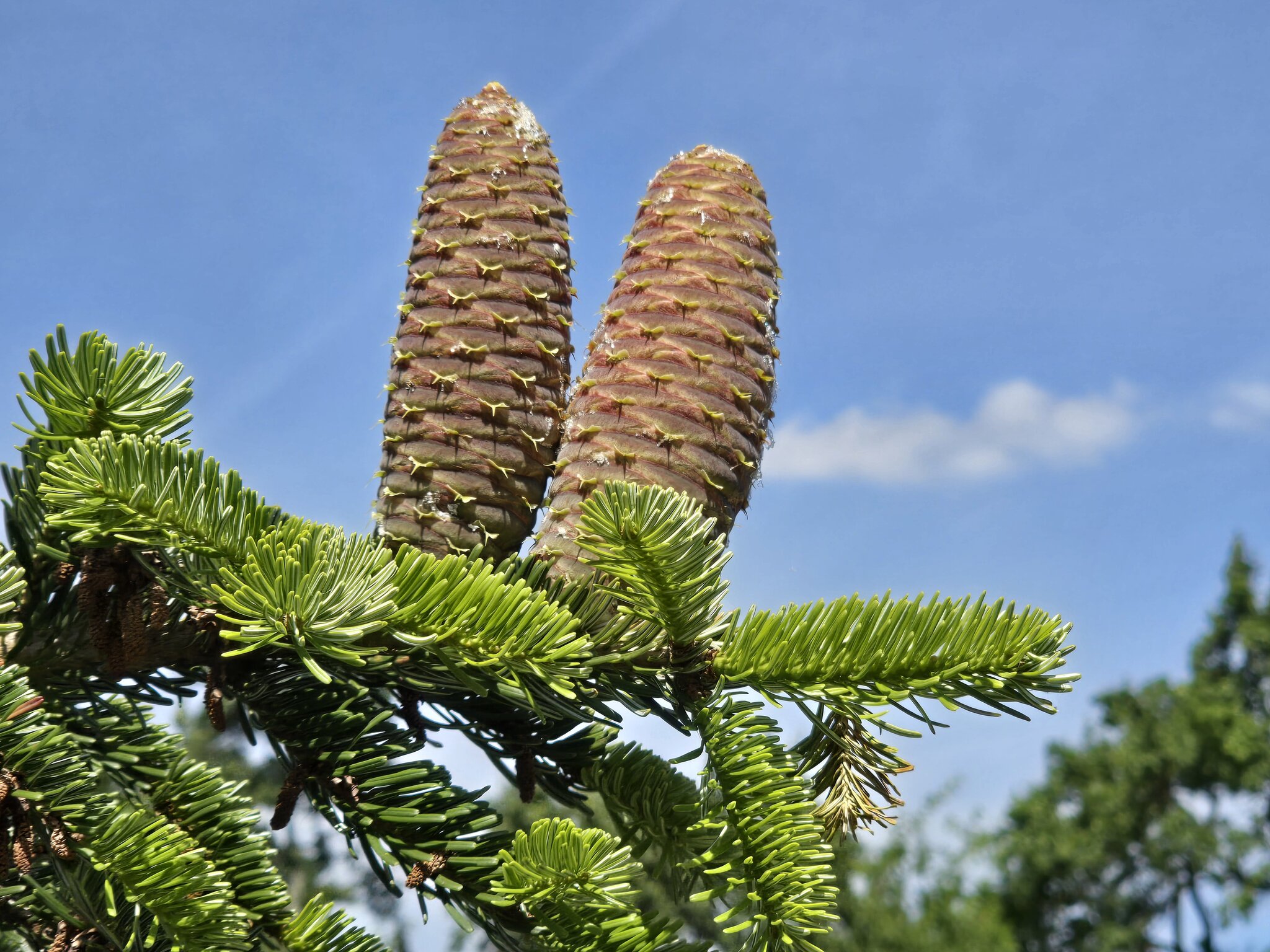 AUGEN AUF BEIM SPAZIERGANG: Die Zapfen der Nordmanntanne - Obersulm
