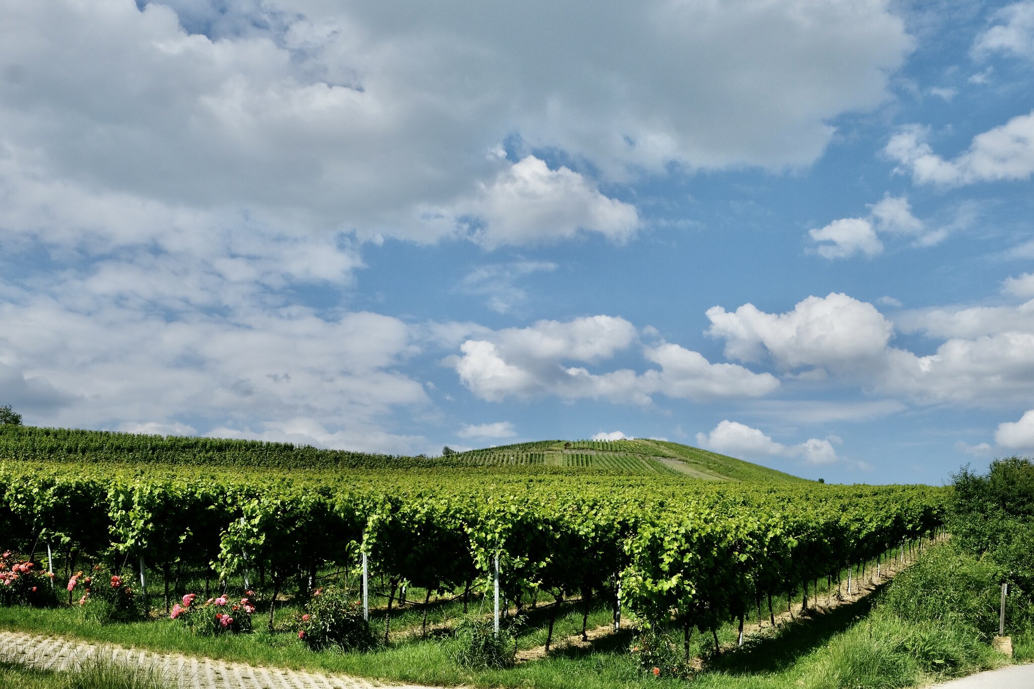 Flein: Der Staufenberg - Flein