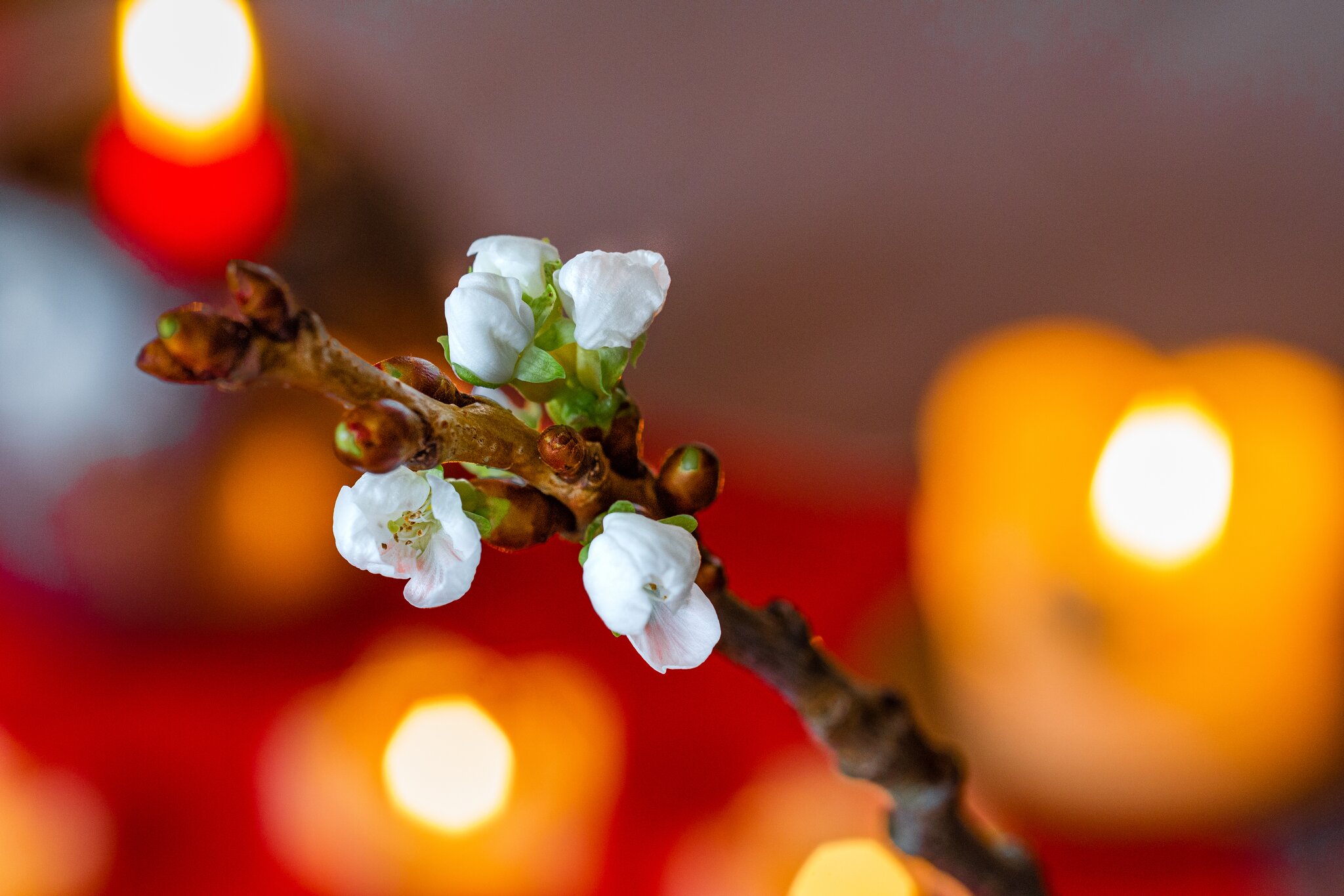 Barbarazweige in Heilbronn, Hohenlohe, Kraichgau: Heute ist Barbaratag ...