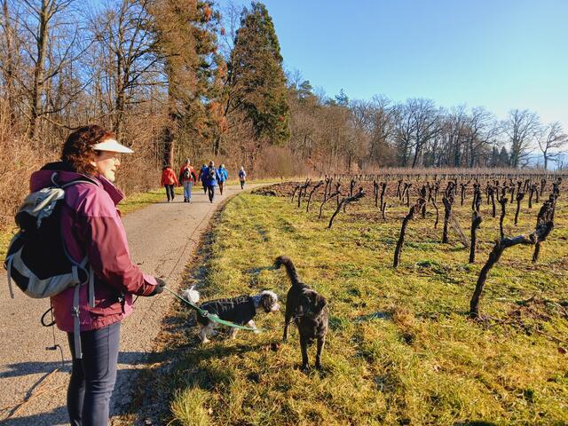 Februar-Tour unserer "Wandergruppe" - Besigheim: Mit fantastischen ...