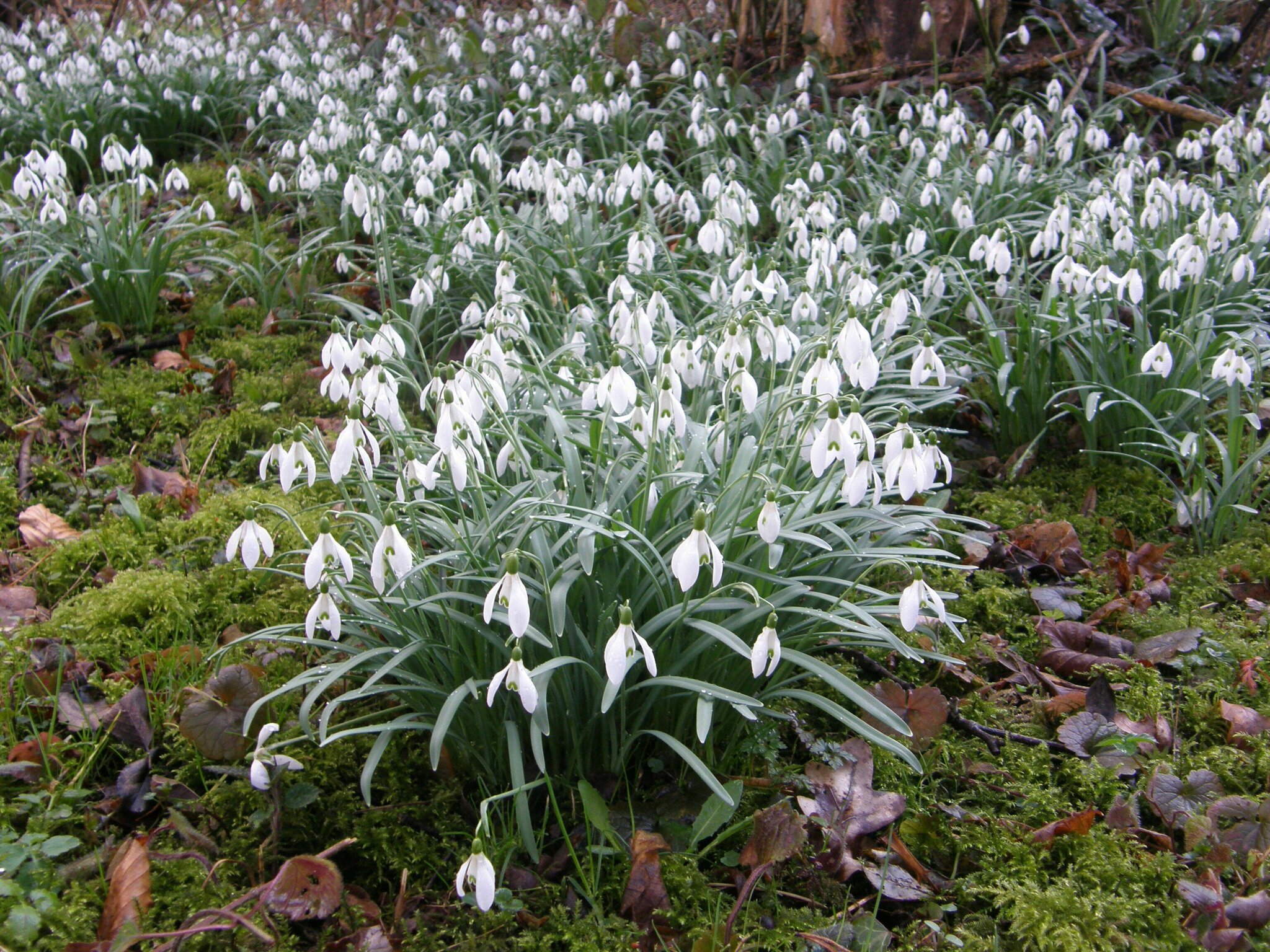 Erst Boten des Frühlings: Das Schneeglöckchen - Bad Friedrichshall
