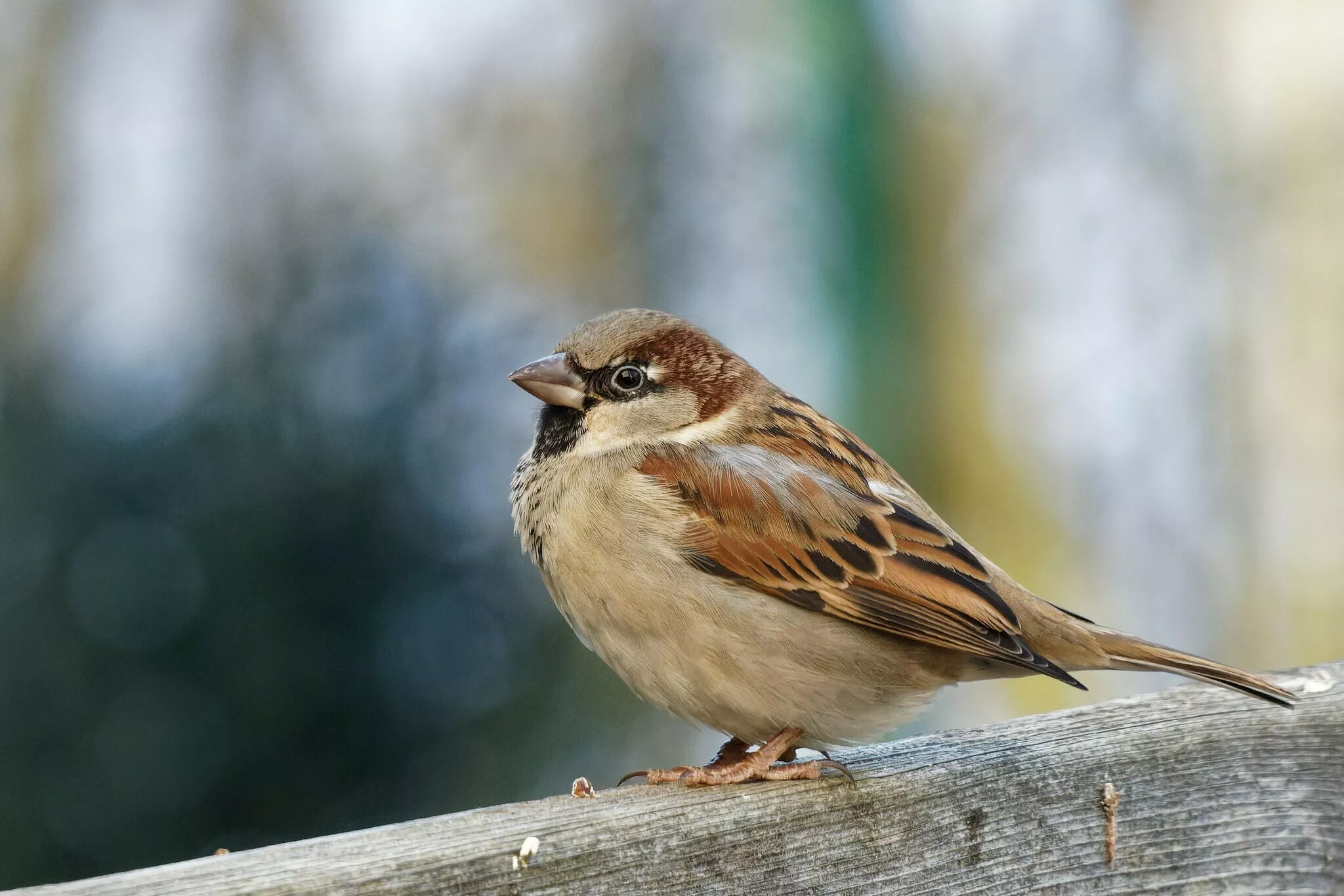Die schönsten Bilder vom Spatz zum Weltspatzentag - Heilbronn