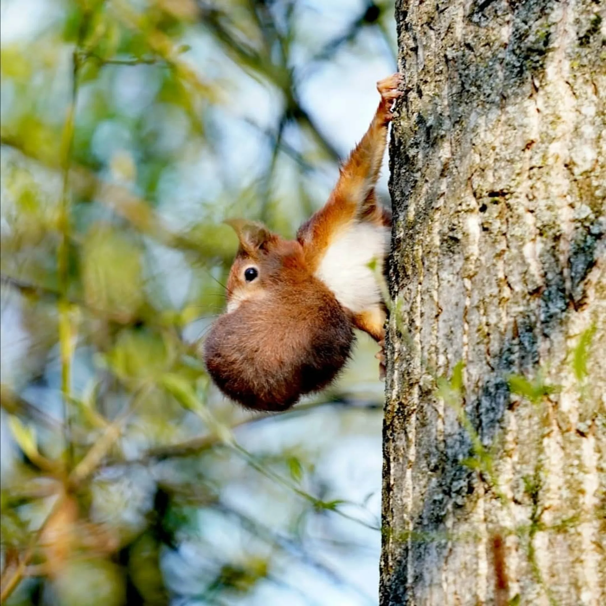 Eichhörnchen Liebe: Tierisches Glück - Öhringen