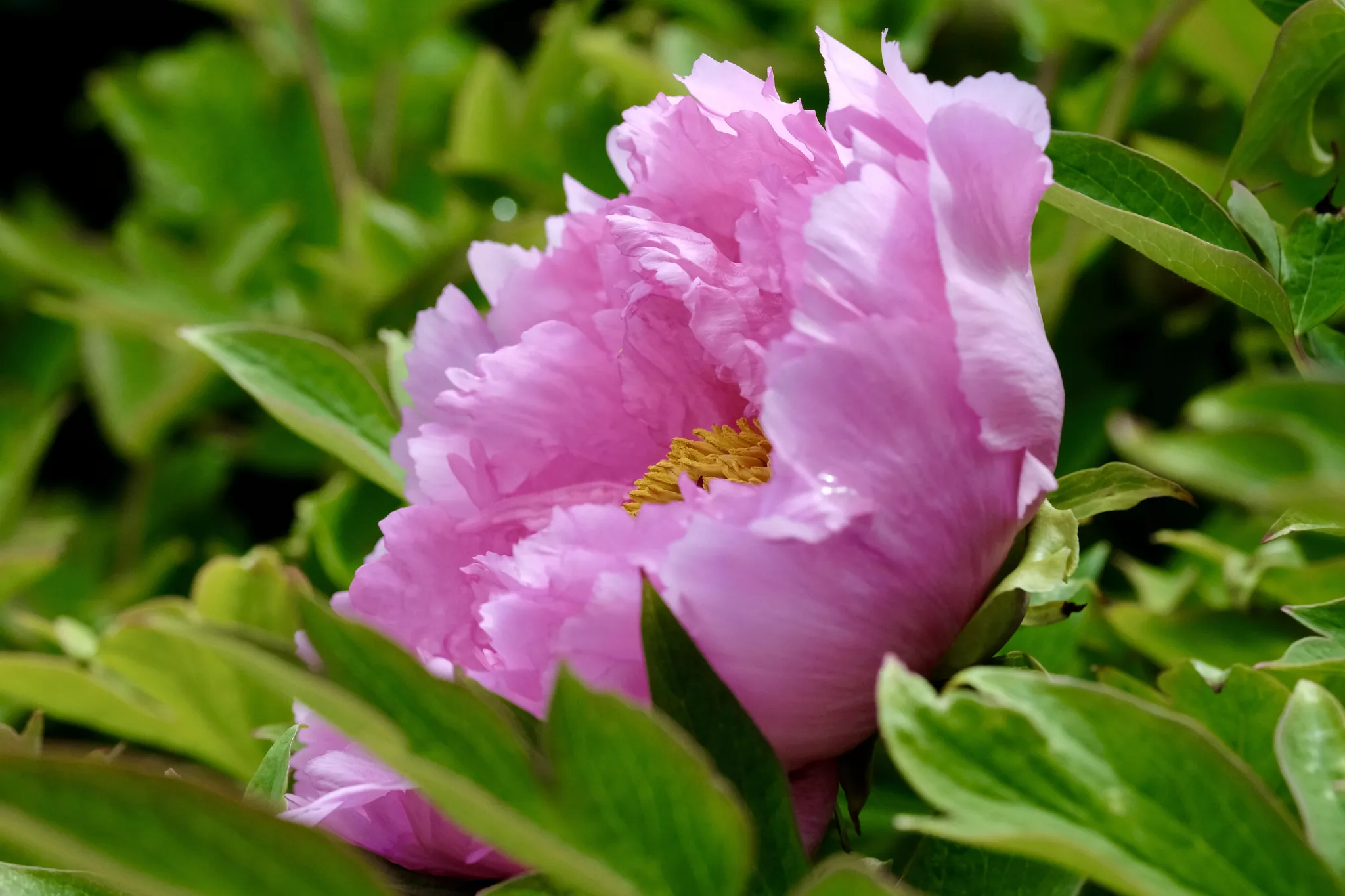 Gemeinde Flein: Prächtige Strauchpäonie - Flein