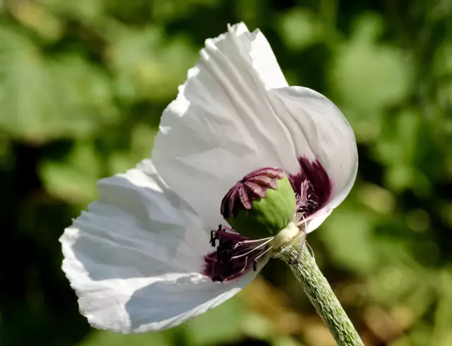 Blumen: Weißer Mohn und roter Klatschmohn - Flein