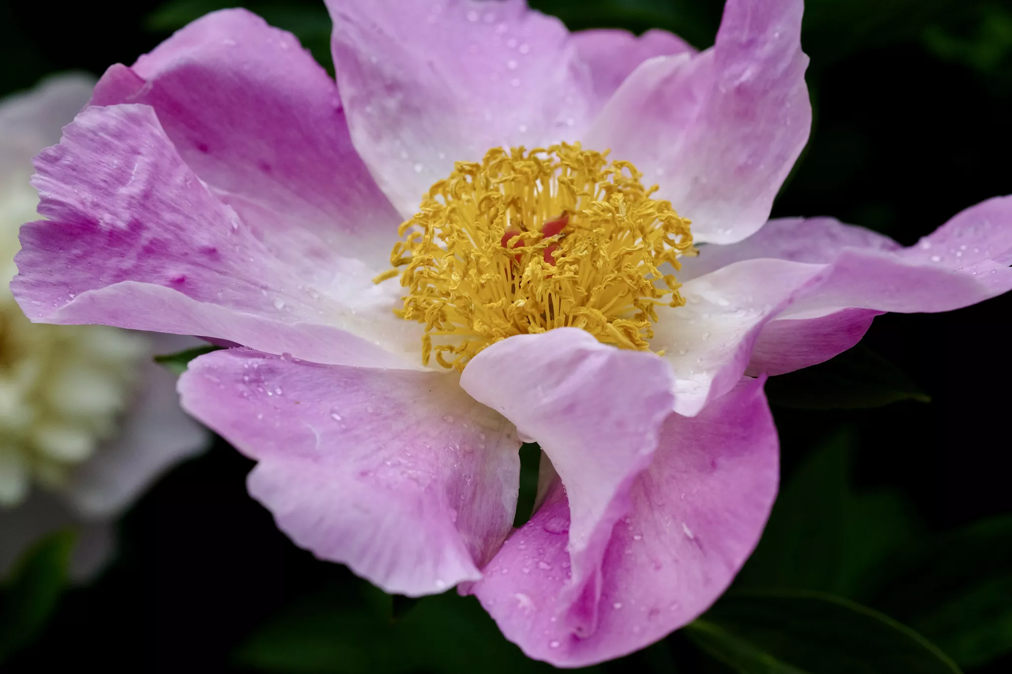 Blumen: Schöne Pfingsten - Flein