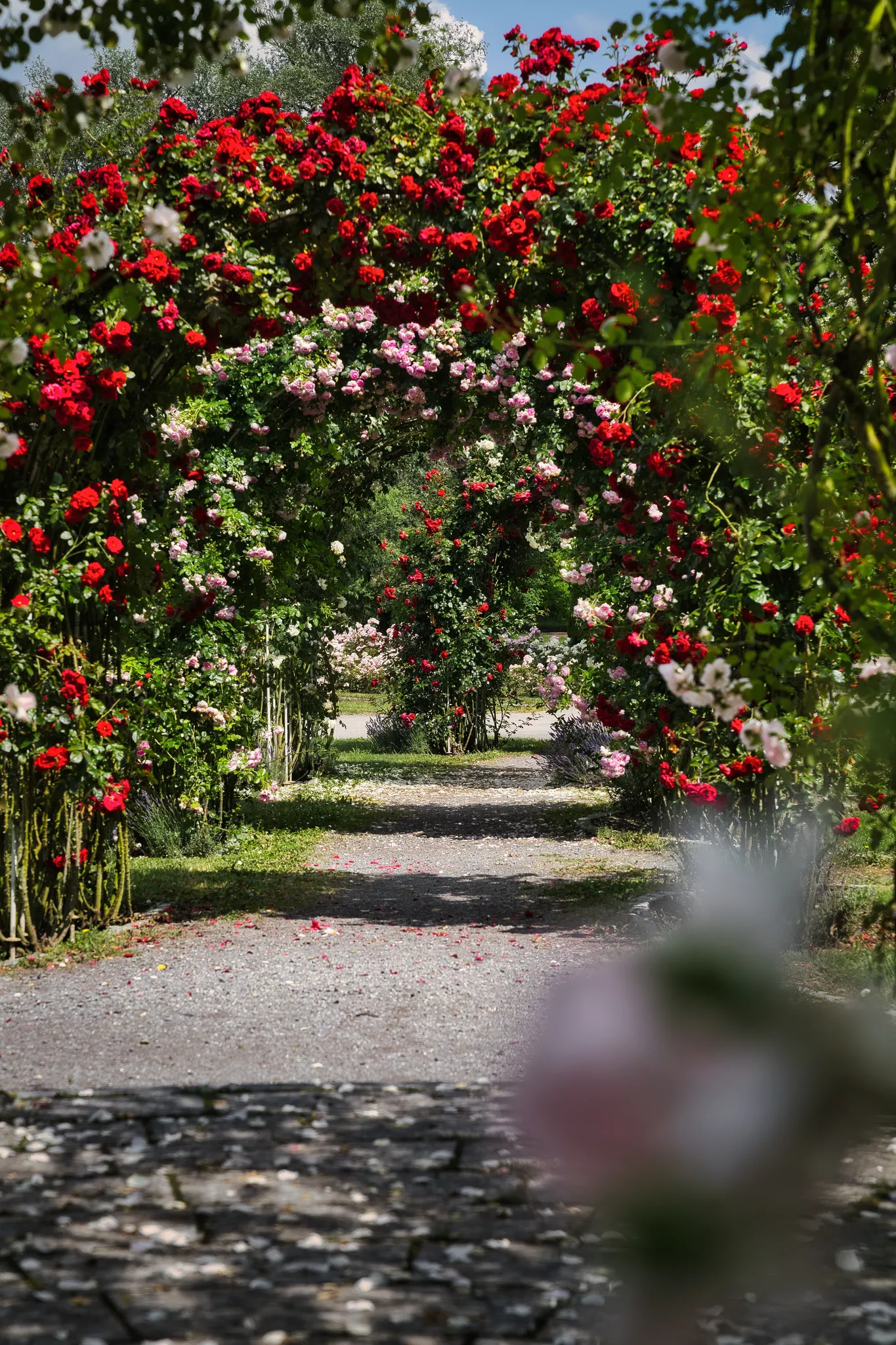 Im Rosengarten - Wertwiesenpark: Ein Spaziergang durchs Blütenparadies ...