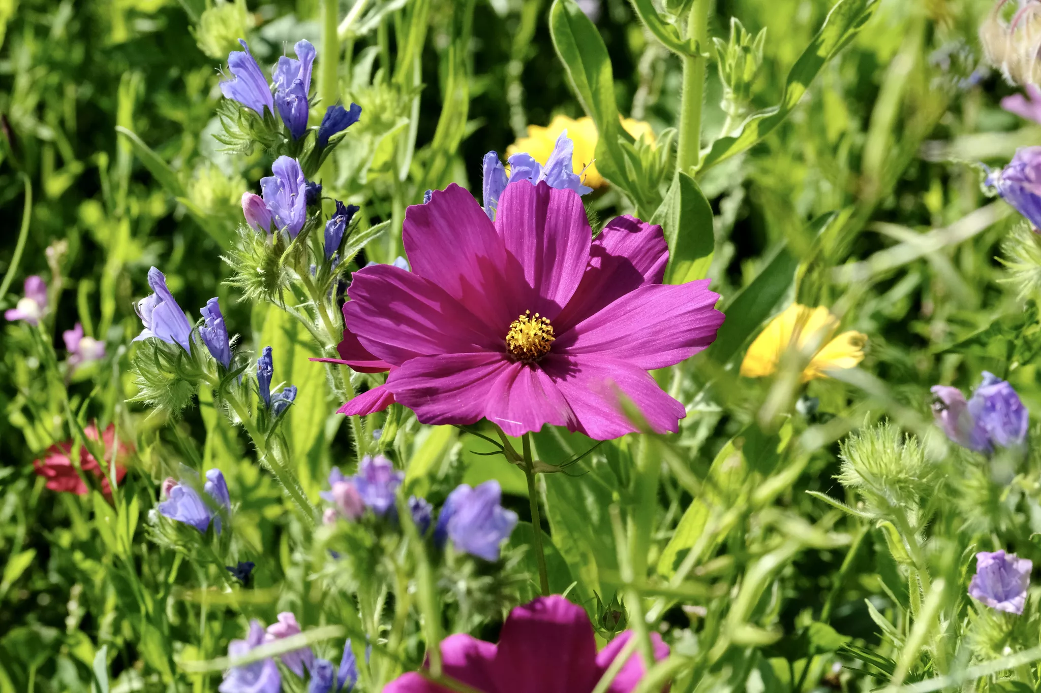 Heimatreporter unterwegs: Der Blühstreifen in Flein am See mit ...