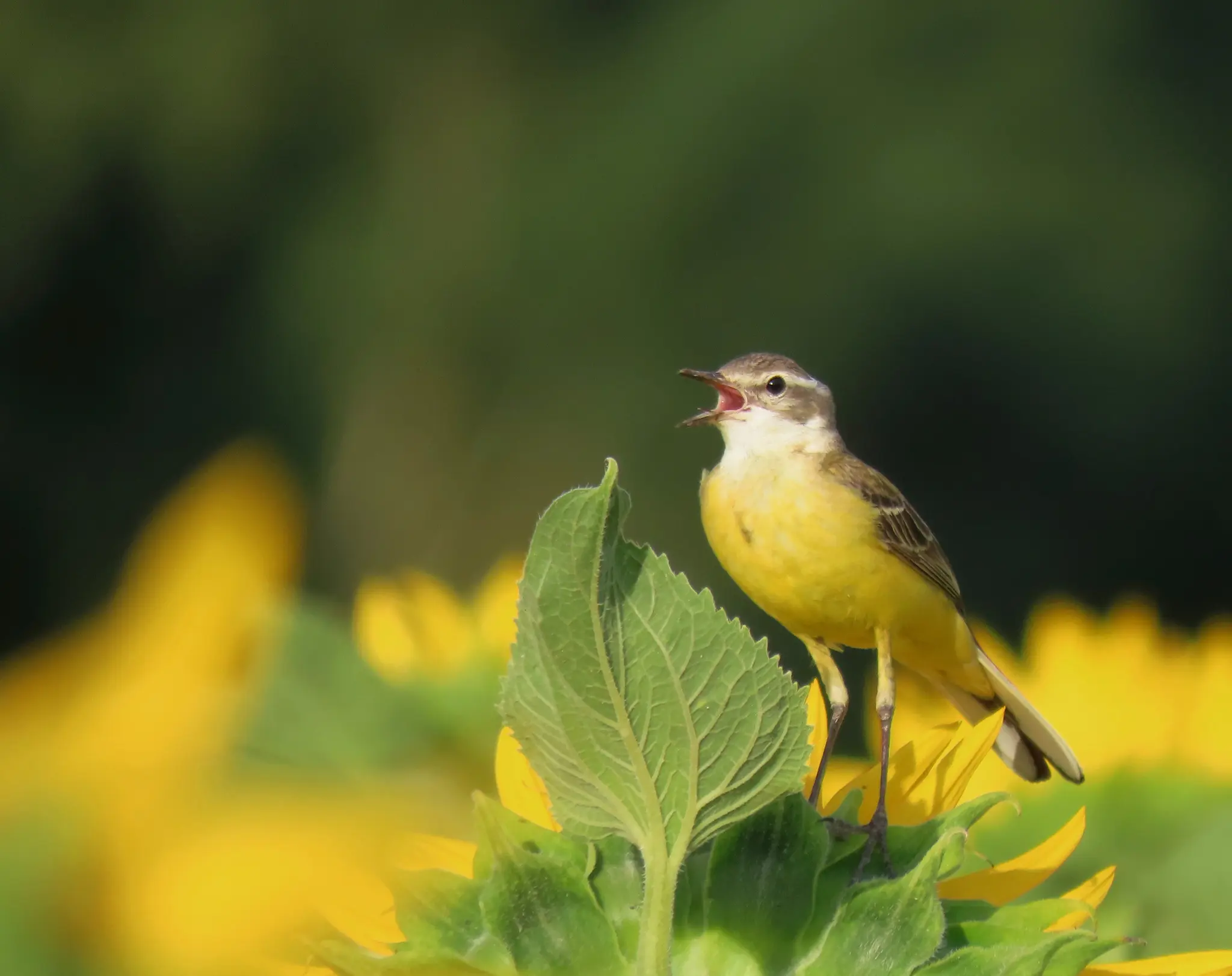 Sonnenblumen und Schafstelze: gelbe Wunder - Leingarten