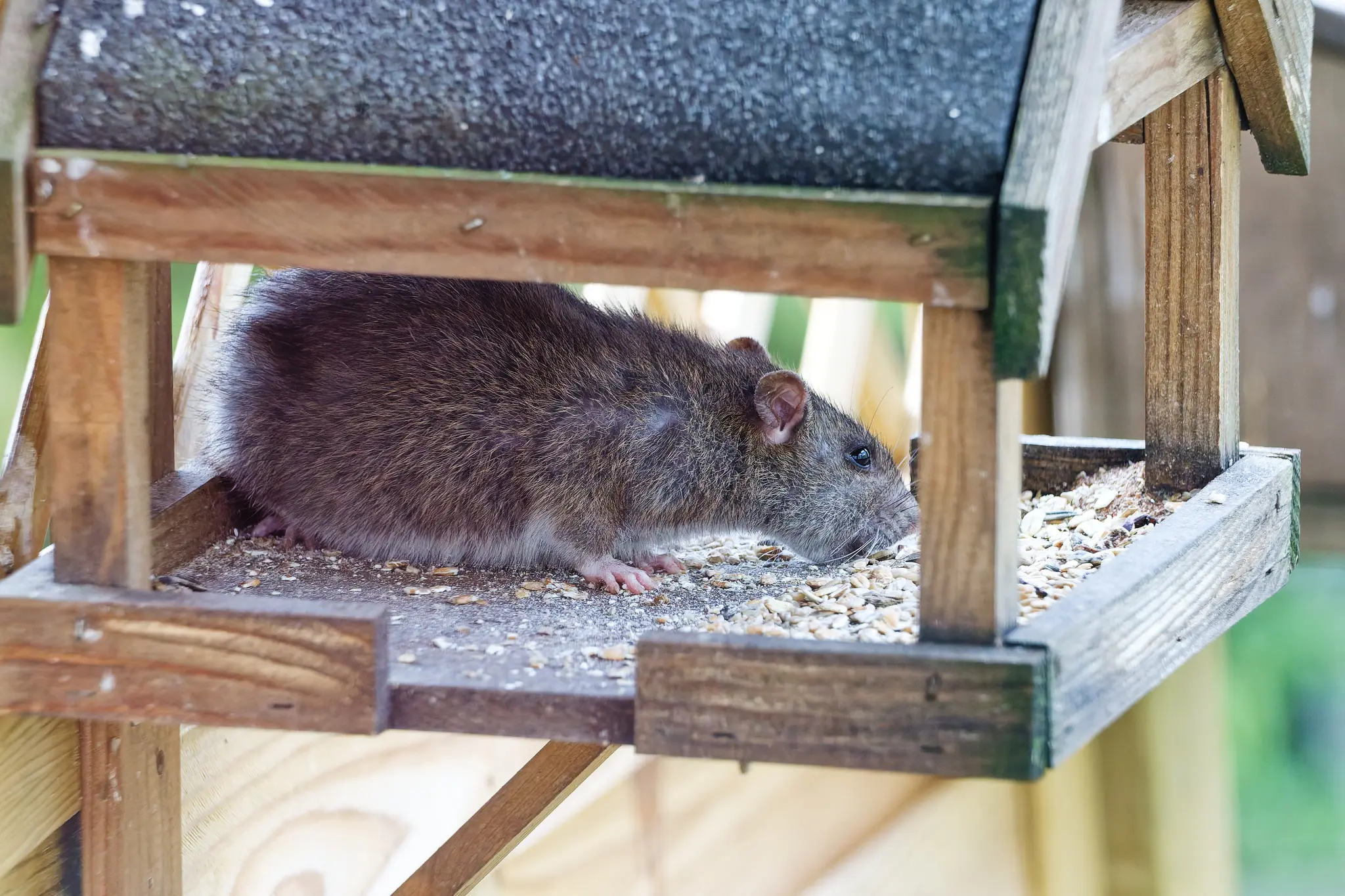 Im Gärtle: ein dreistes Viech im Vogelhaus! - Heilbronn