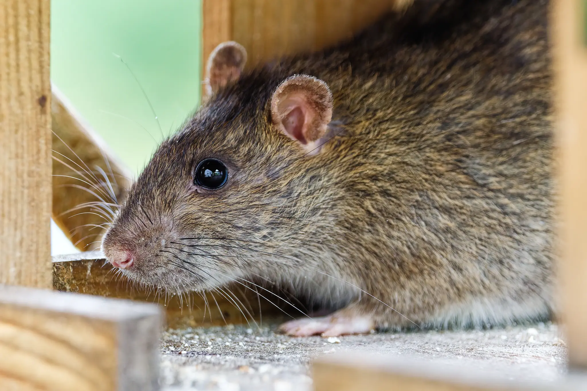 Im Gärtle: ... und täglich grüßt das dreiste Viech ... - Heilbronn