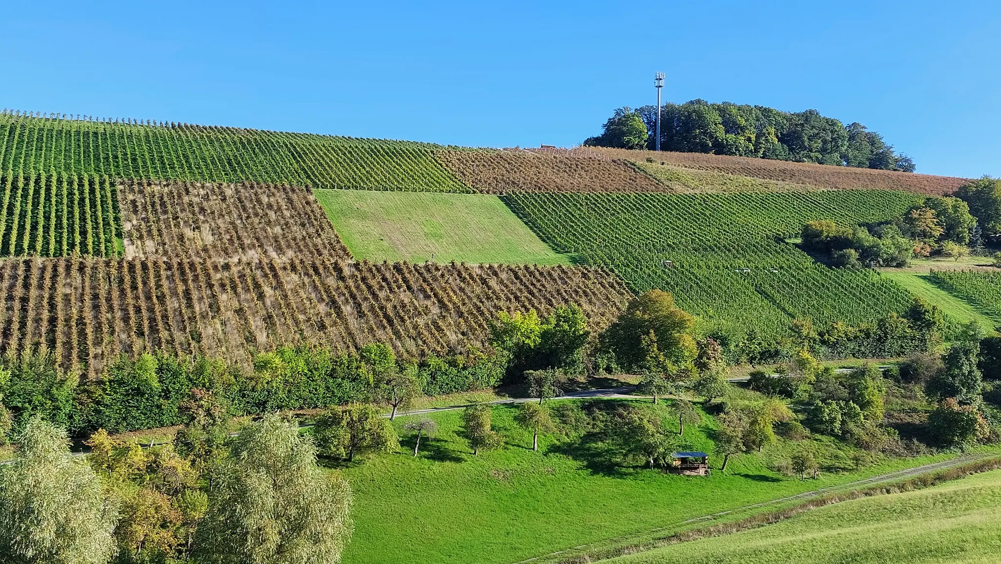 Weinberg Beilstein: Weinberge in Beilstein - schlimmer Zustand - Beilstein