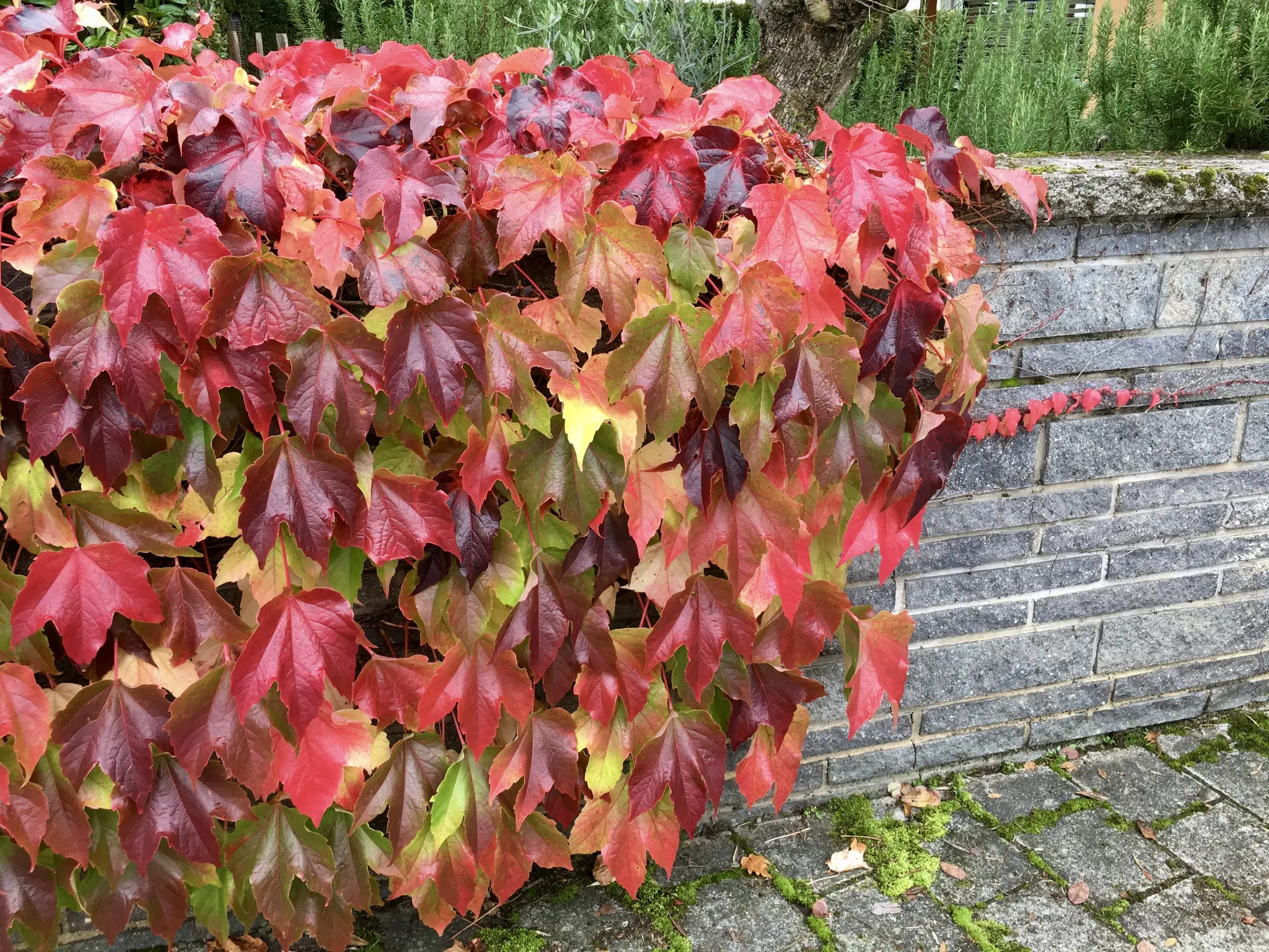Herbstglühen: Nachbars Wilder Wein - Flein