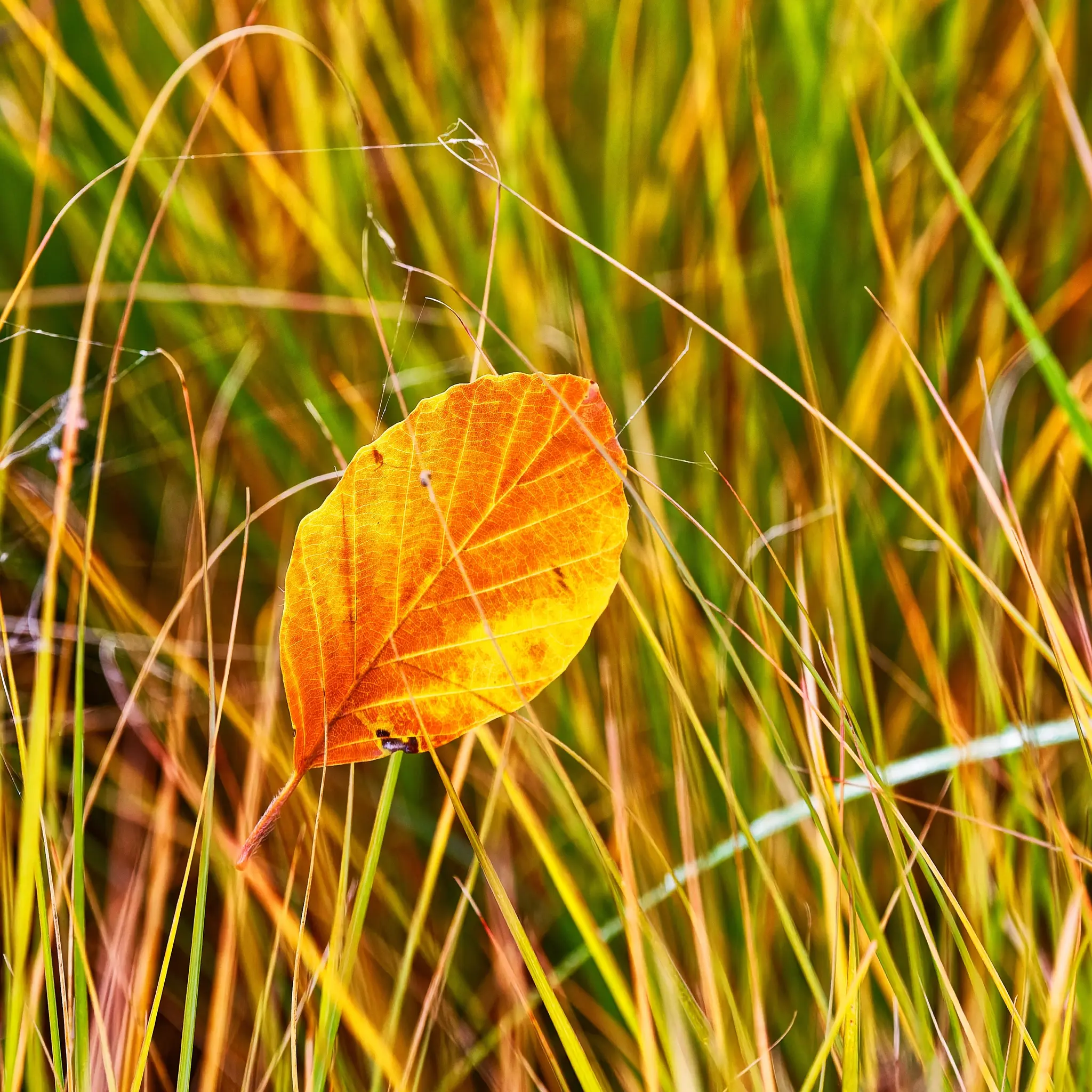 Herbst: 10 Jahre Herbst - Heilbronn