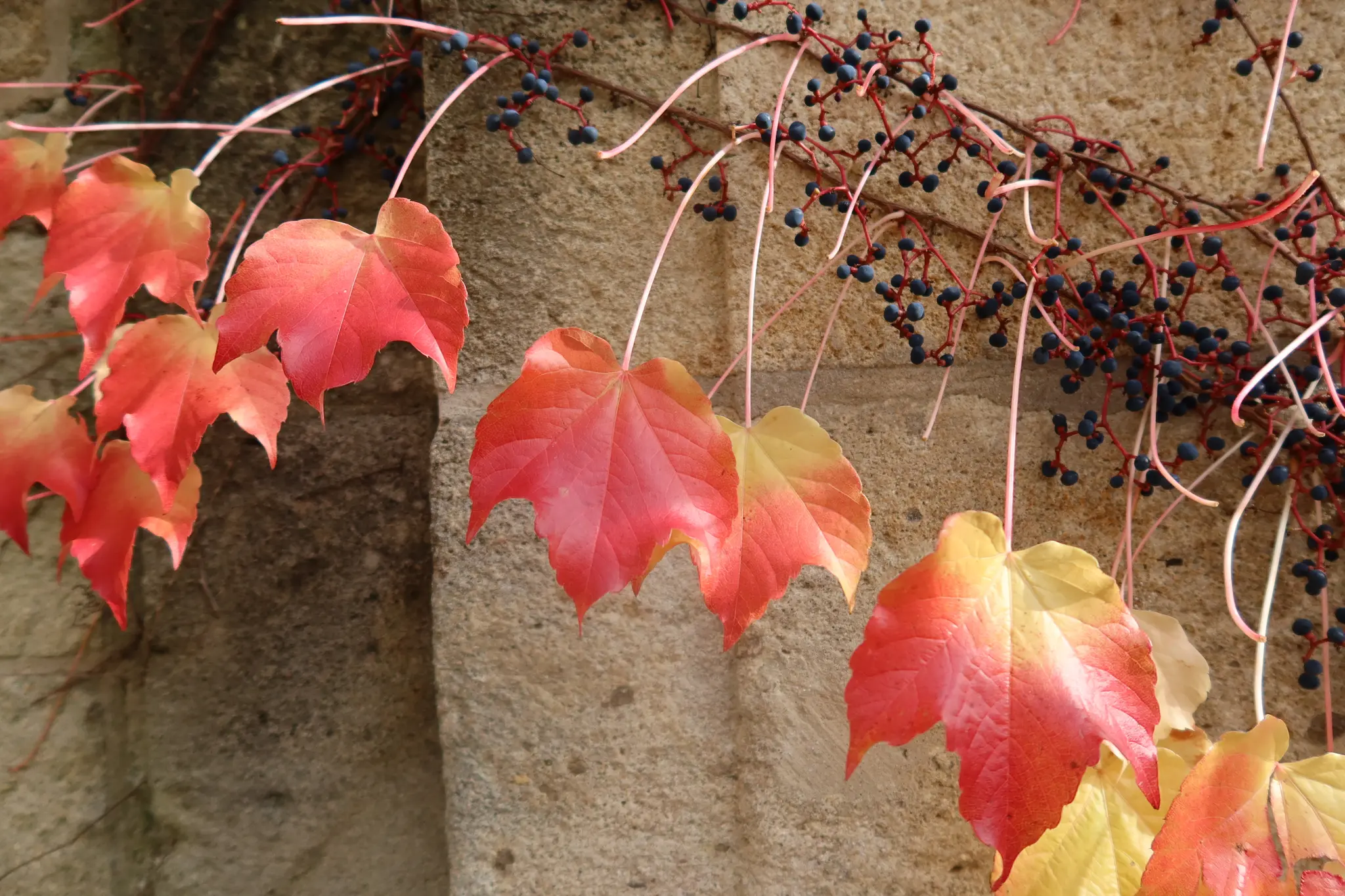 Herbstglühen: Wilder Wein - Bad Rappenau