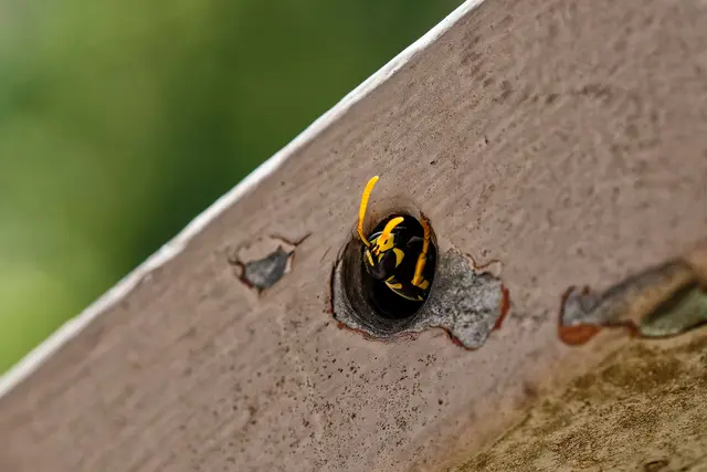 Kleintierzoo am Deinenbach: Die Wespe im Fertighaus - Heilbronn
