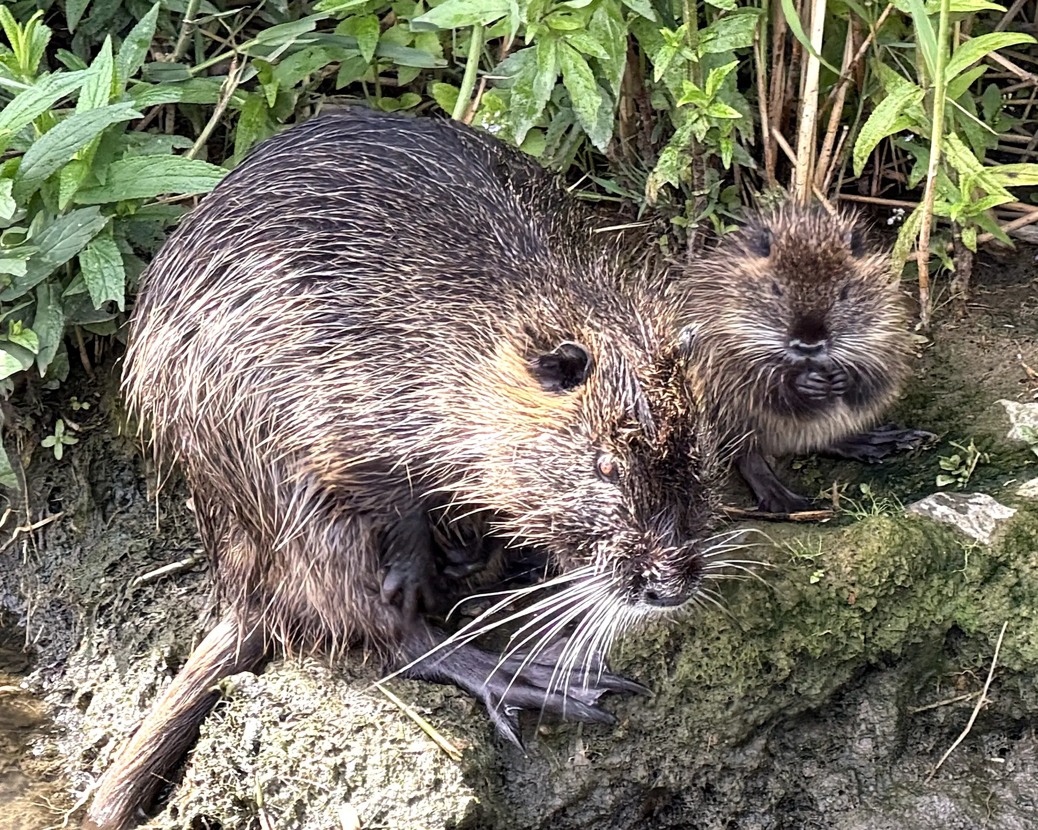 So klein...: Ein Wonneproppen - Nutria Baby mit Mama unterwegs... - Bad ...