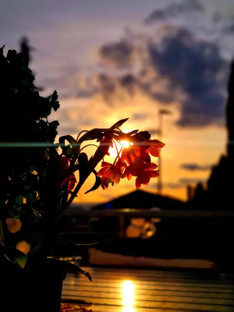 Blumen Liebe: Burcu Yilmaz - Flein