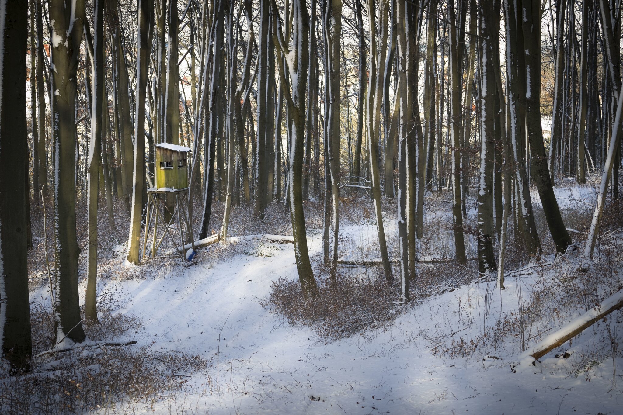 Kalter Ansitz im Dahenfelder Wald