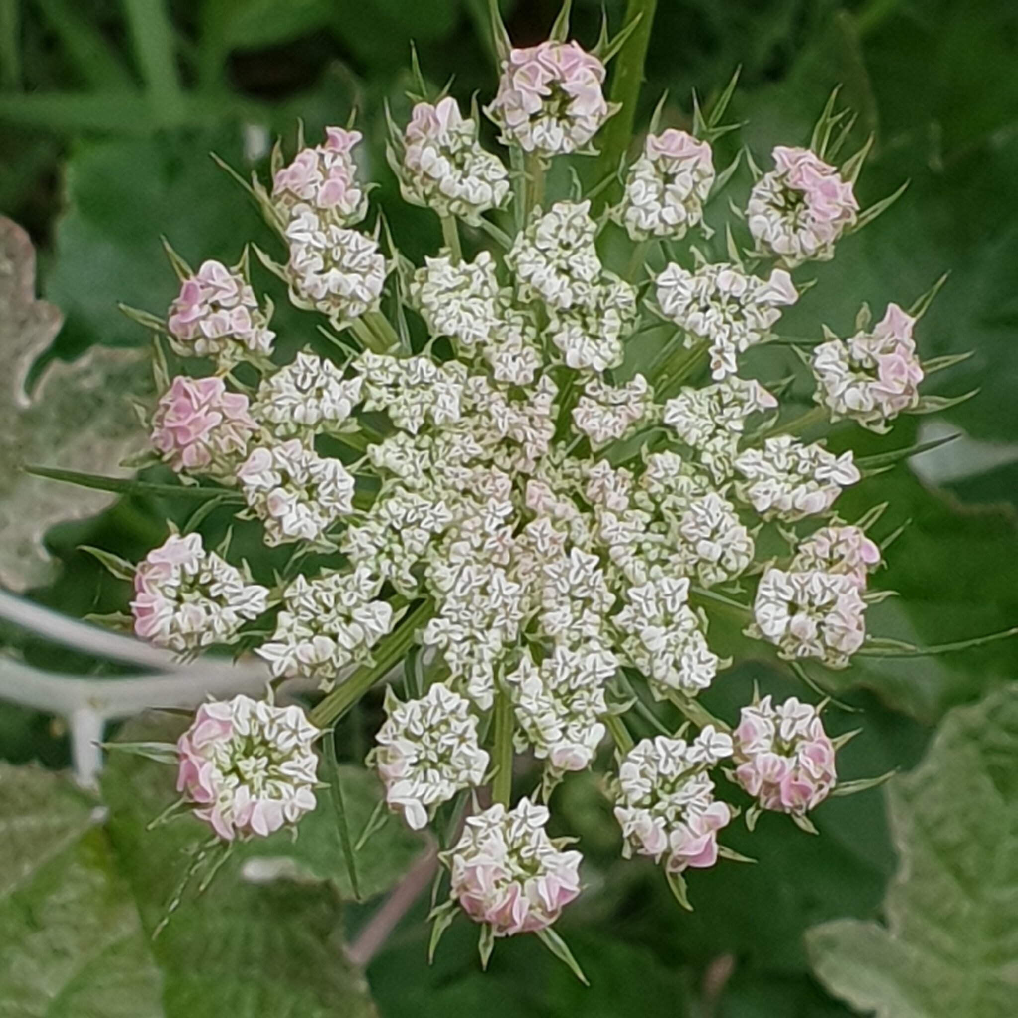 Als Zierde am Wegrand.