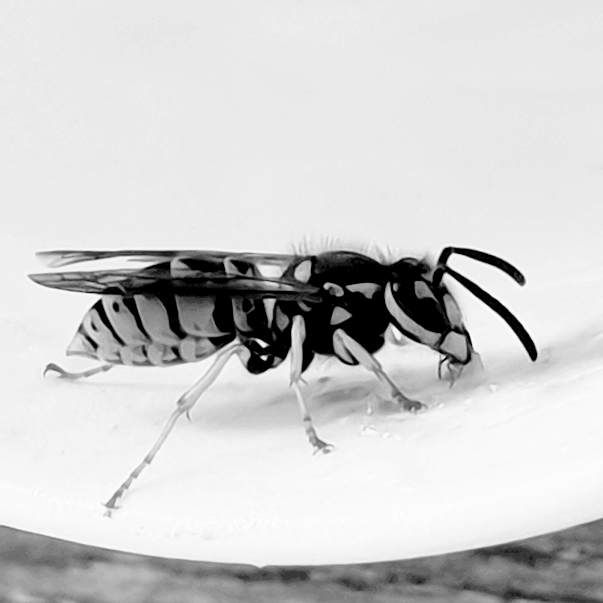 Elegantes Schwarz Weisse Wespe Ebenbild
