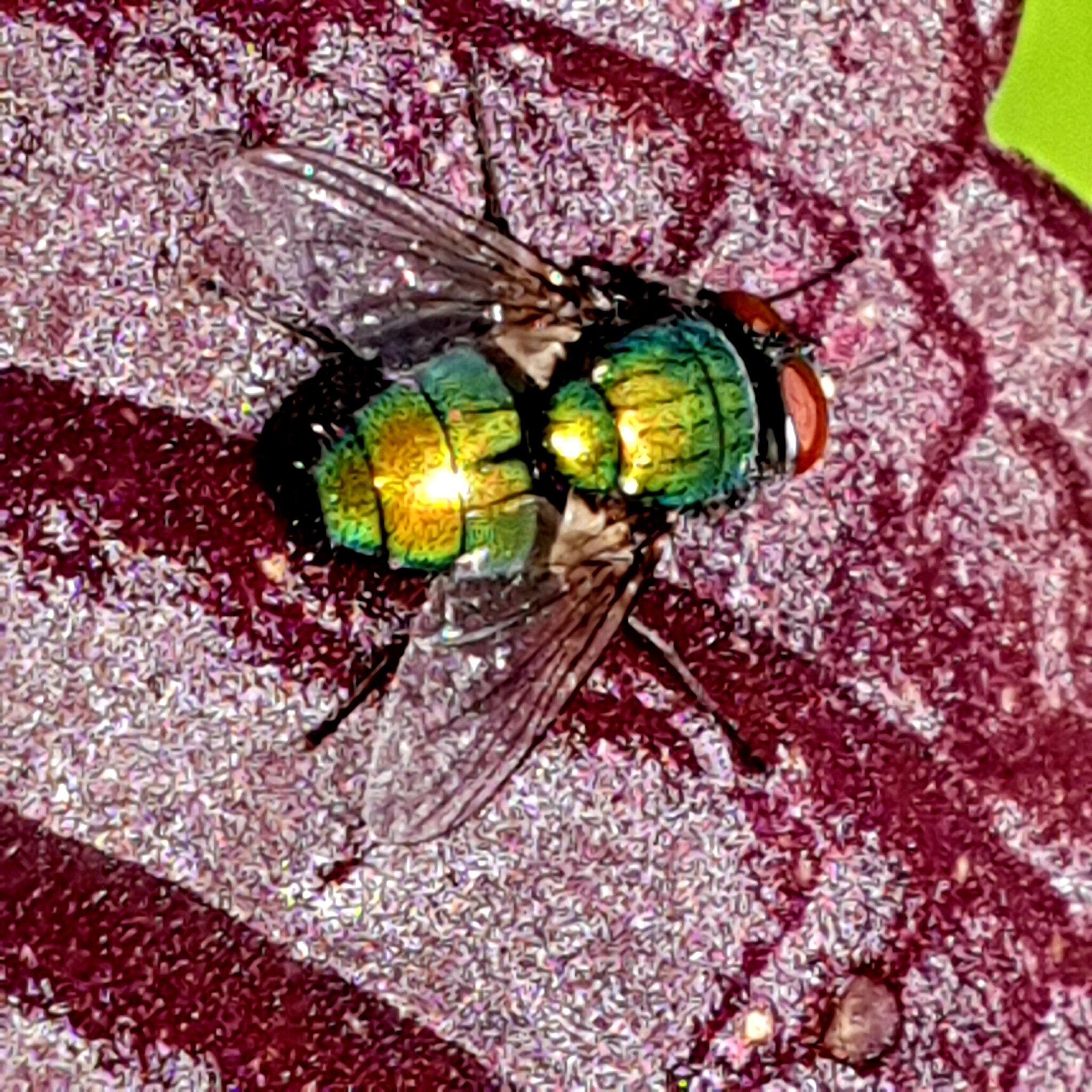 Die Sonne spiegelt sich auf dem Panzer der Fliege