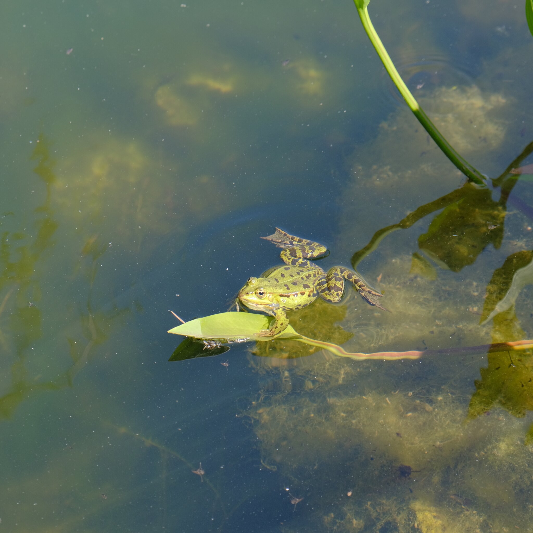 Frosch umarmt Blatt.