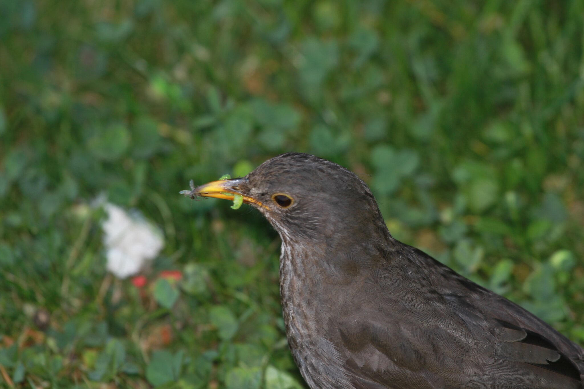 Der frühe Vogel fängt den Wurm, dieser hat auch gleich die Mücke ...