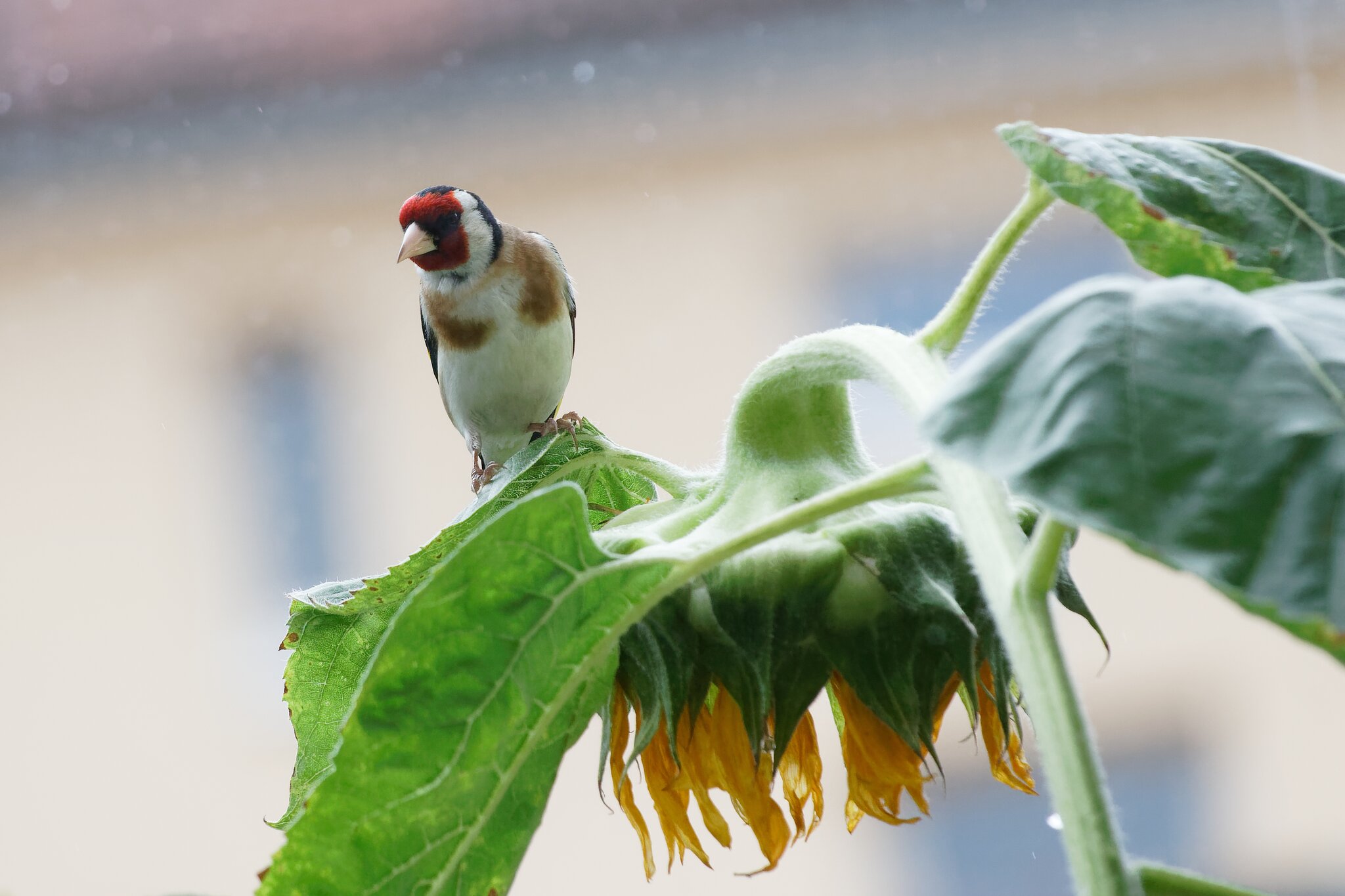 Distelfink am Sonnenblumenvorhang