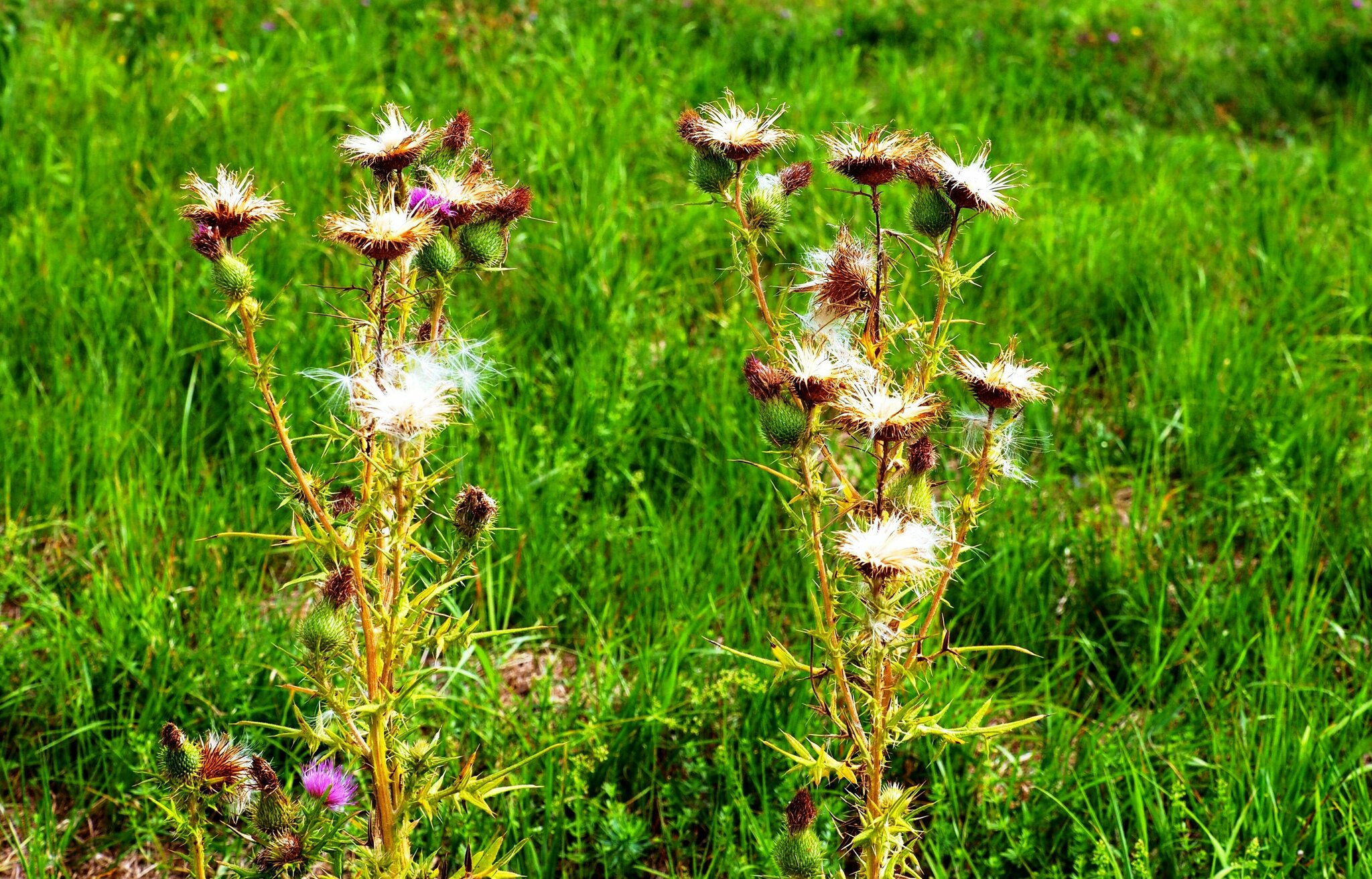 Die Wiese und seine Disteln
