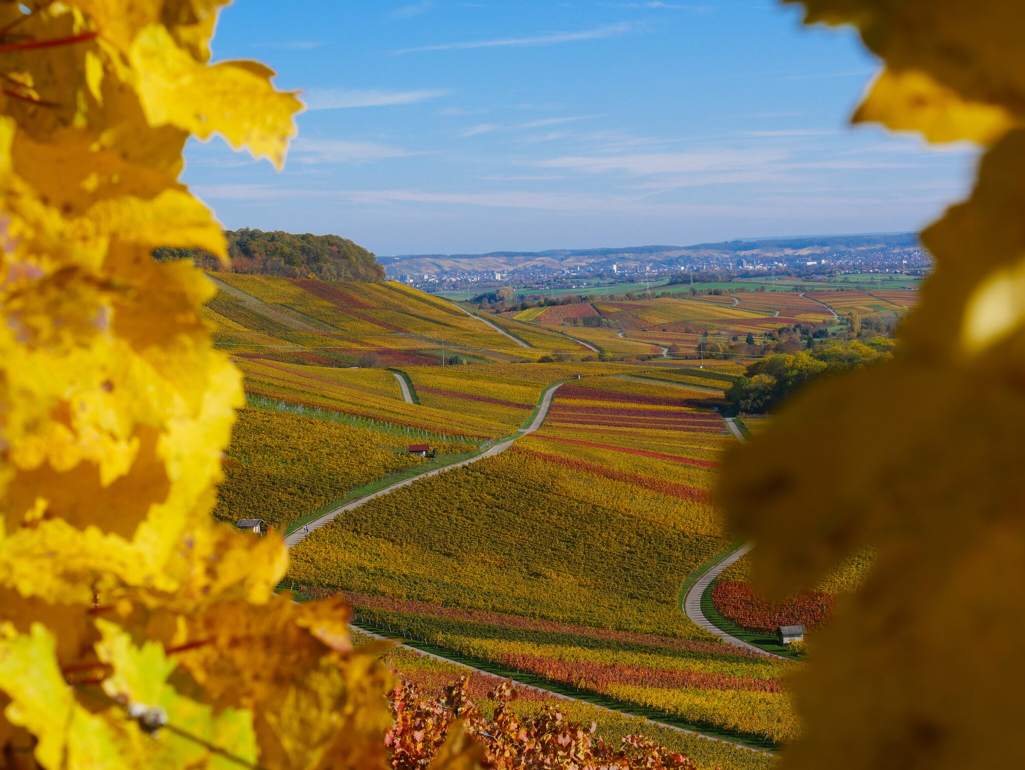 Herbst am Heuchelberg