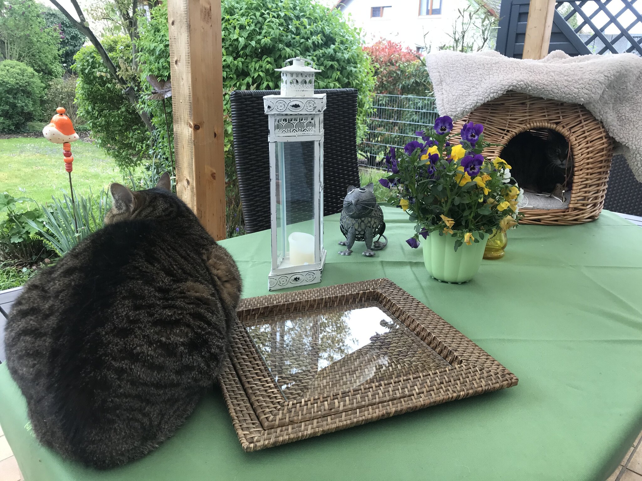 Egal wo das Körbchen steht, Kira geht rein