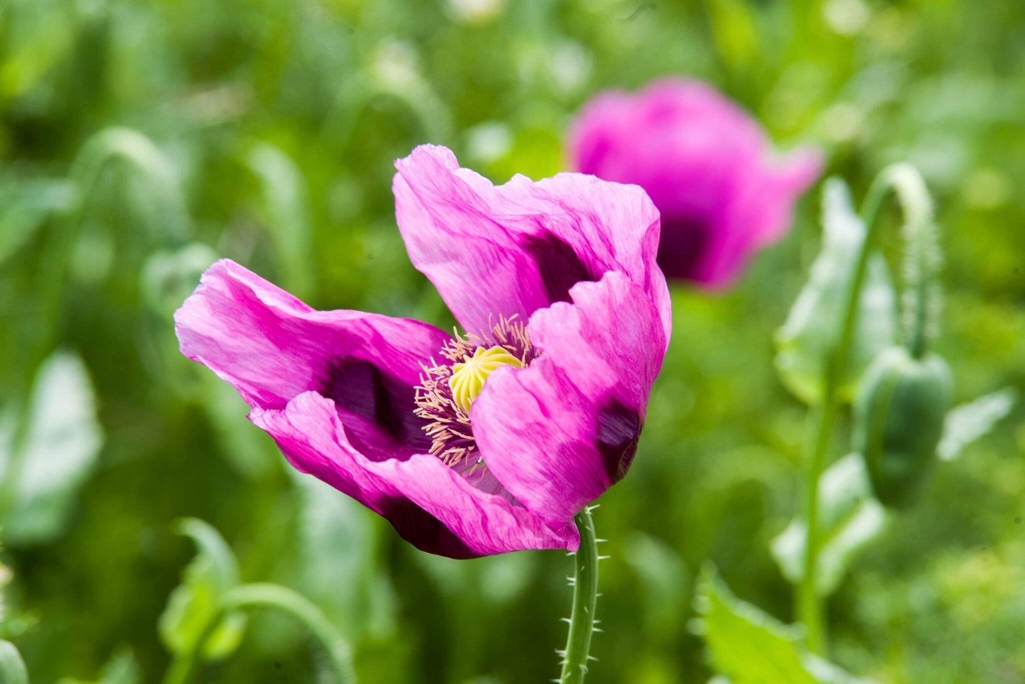 Der erste Lila Mohn 2021