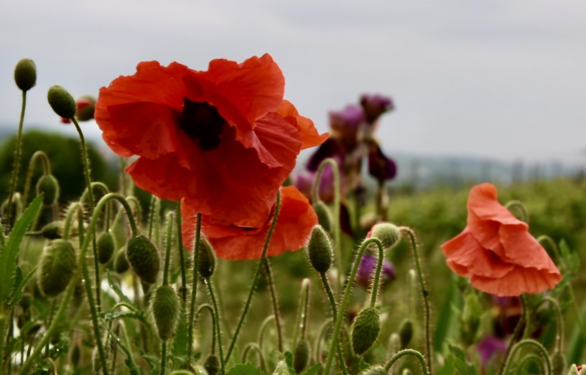 Mohn