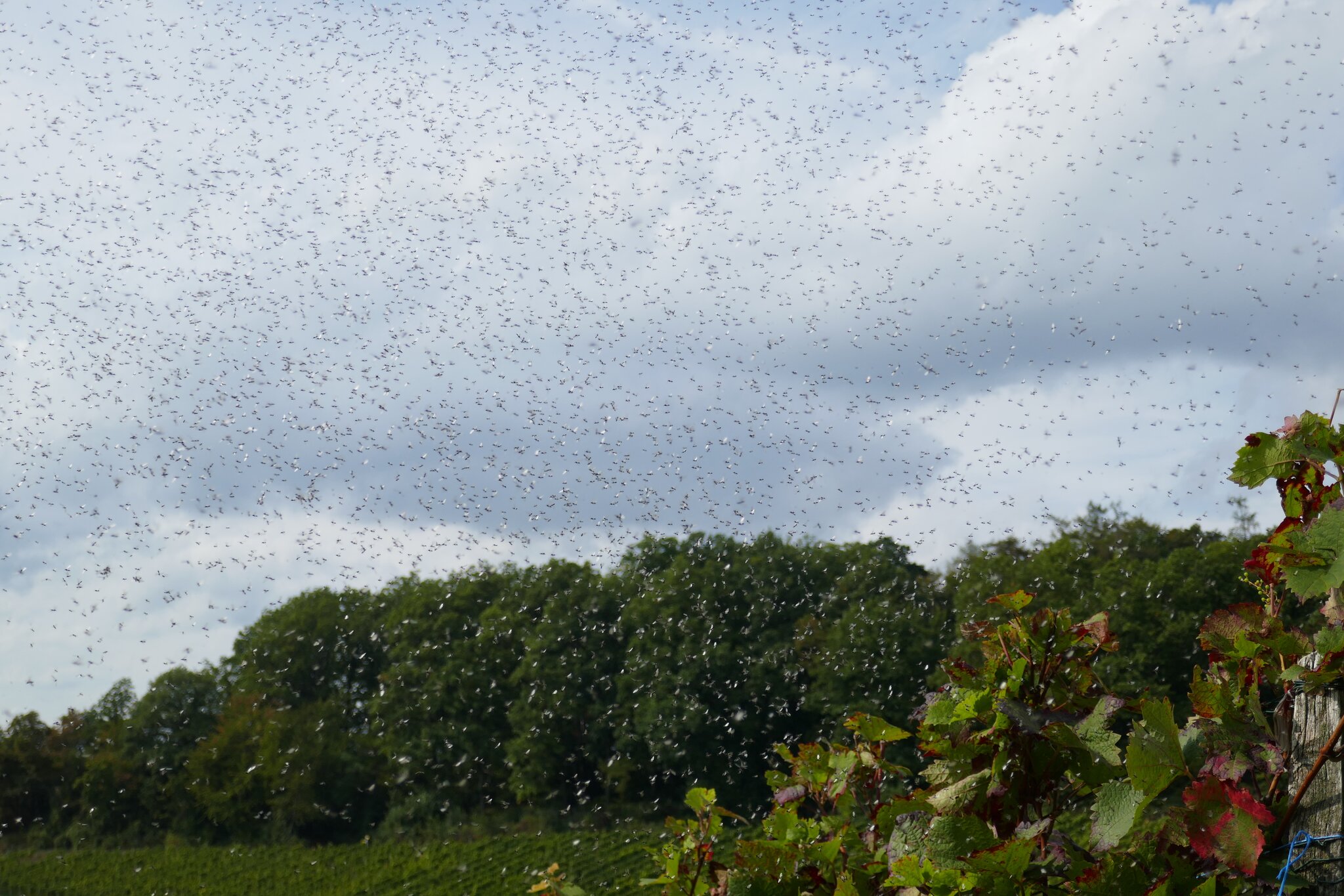 Fliegenschwarm in den Weinbergen