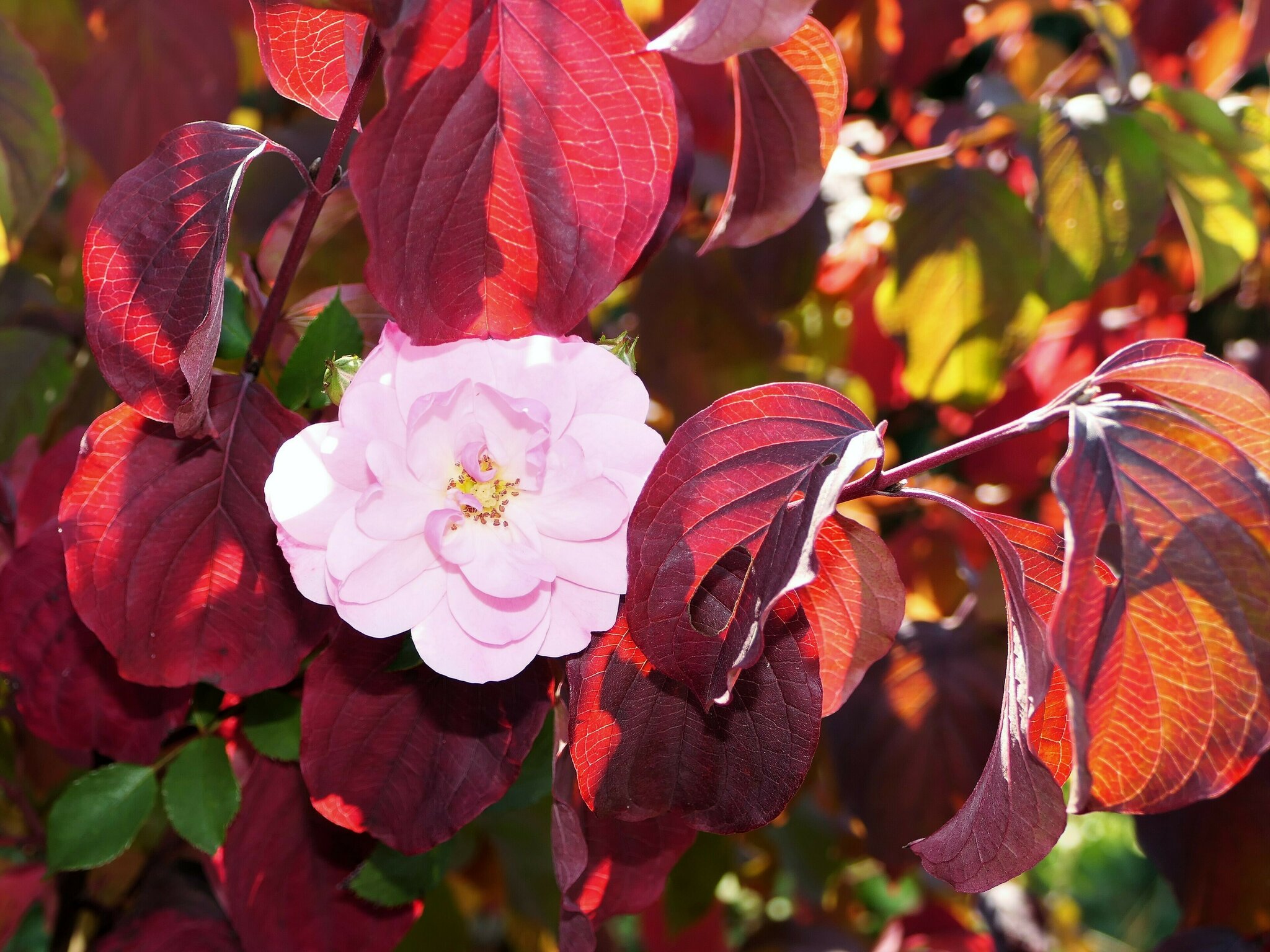 Rose im Herbst