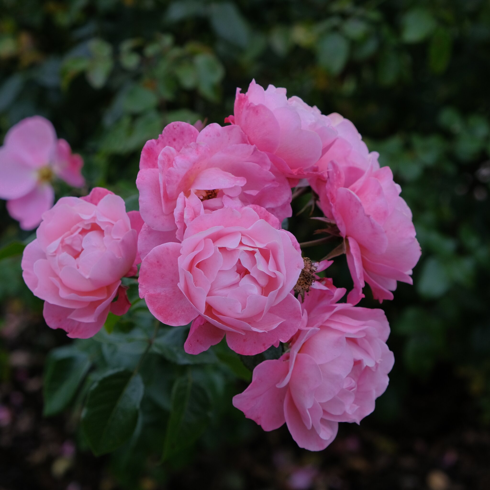 Der fertige Strauß Rosen, am Strauch.