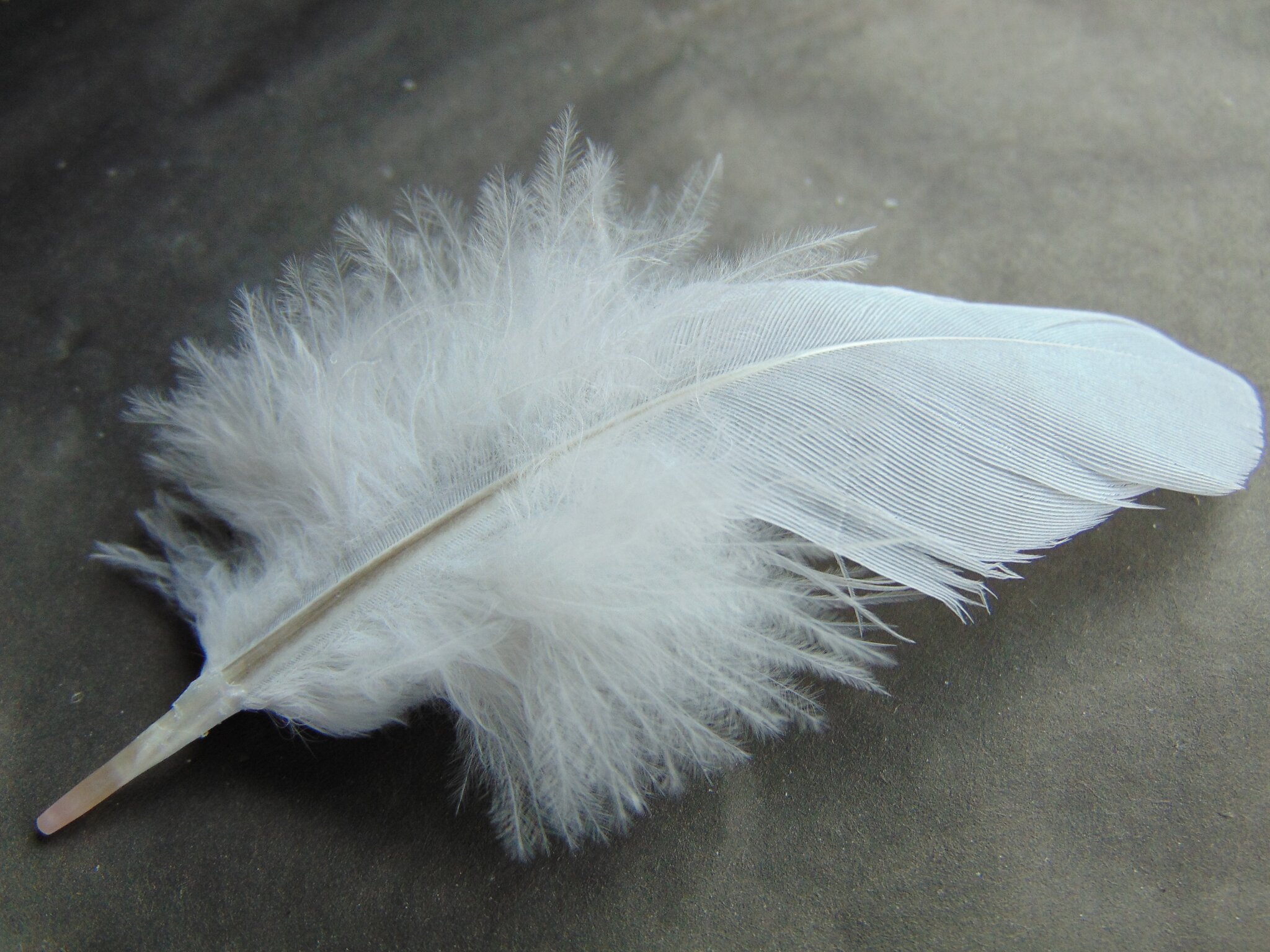 Eine von vielen Federn täglich ... für Wolfgang